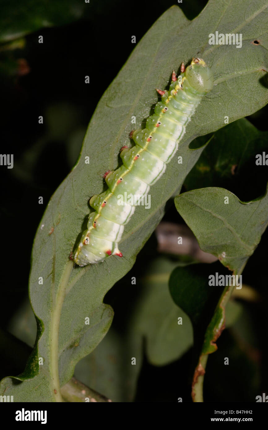 Green caterpillar uk hi-res stock photography and images - Alamy