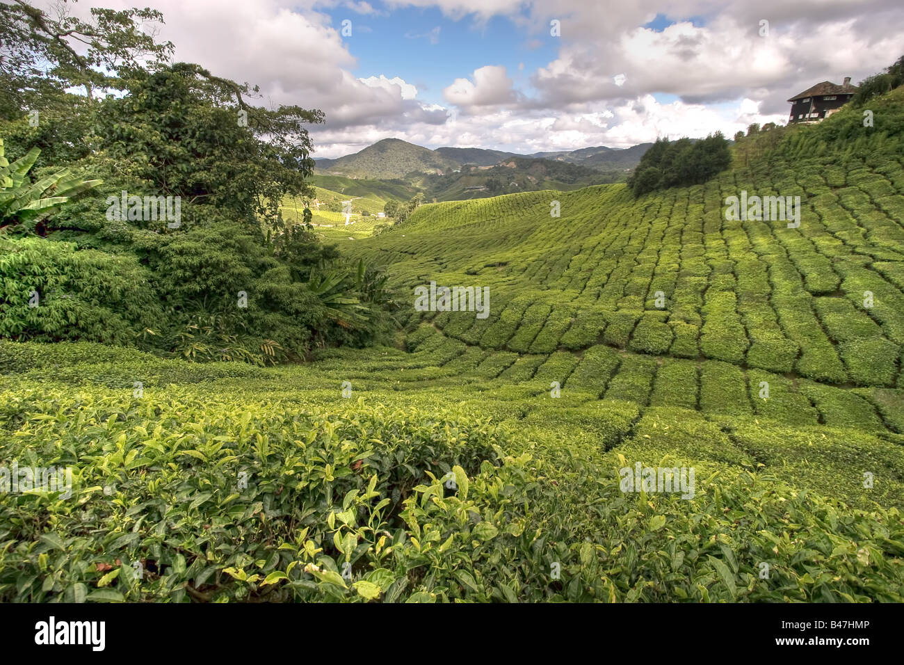 famous landscape of the tea plantations Cameron Highlands Malaysia ...