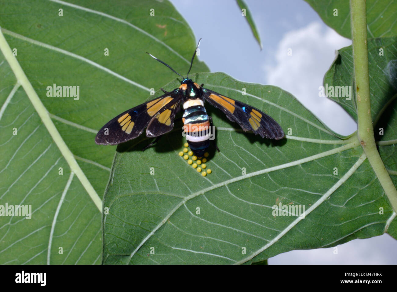 The basker clearwing moth Euchromia lethe Arctiidae laying eggs beneath ...