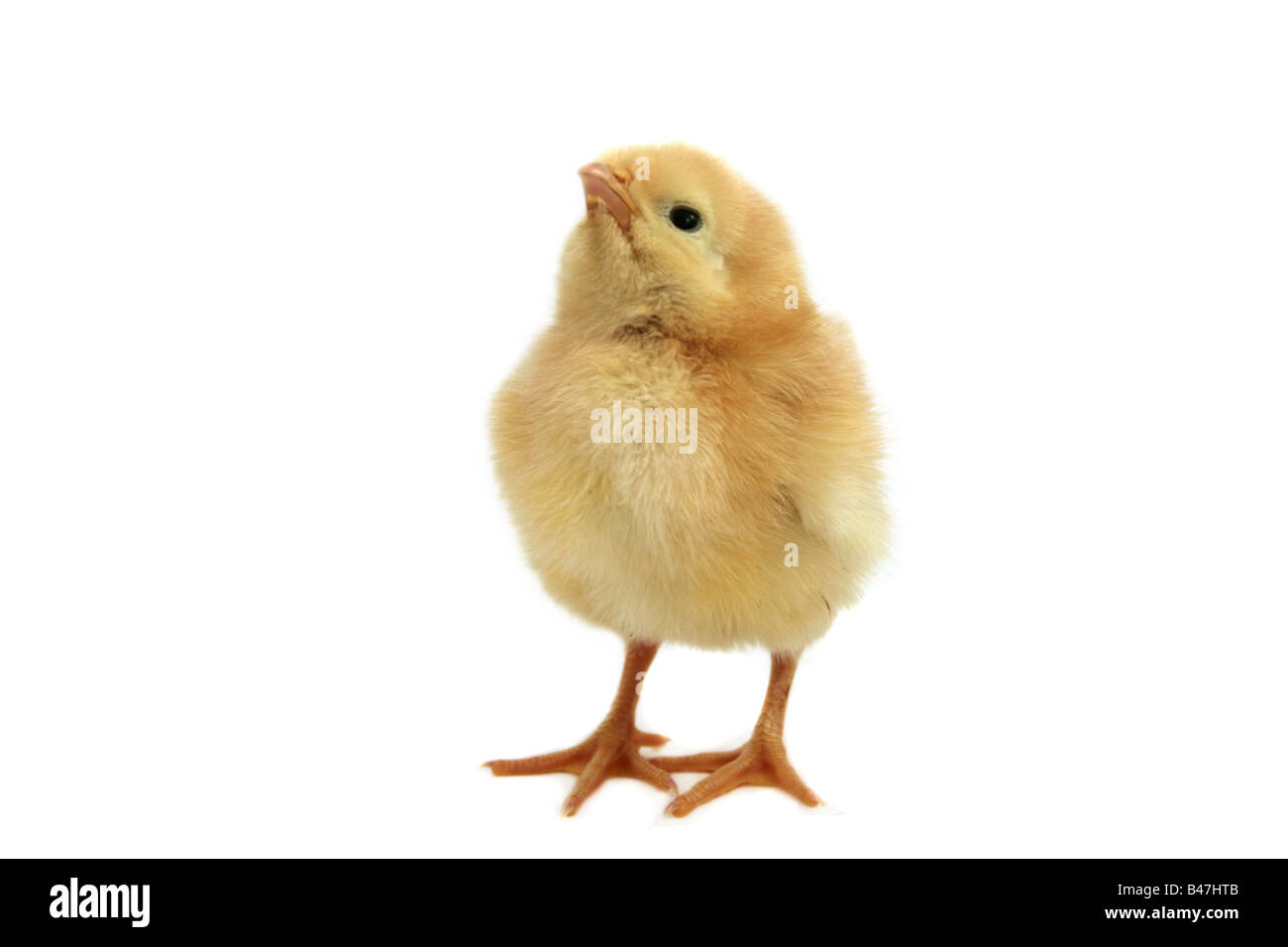 yellow small easter chicken isolated on white Stock Photo - Alamy