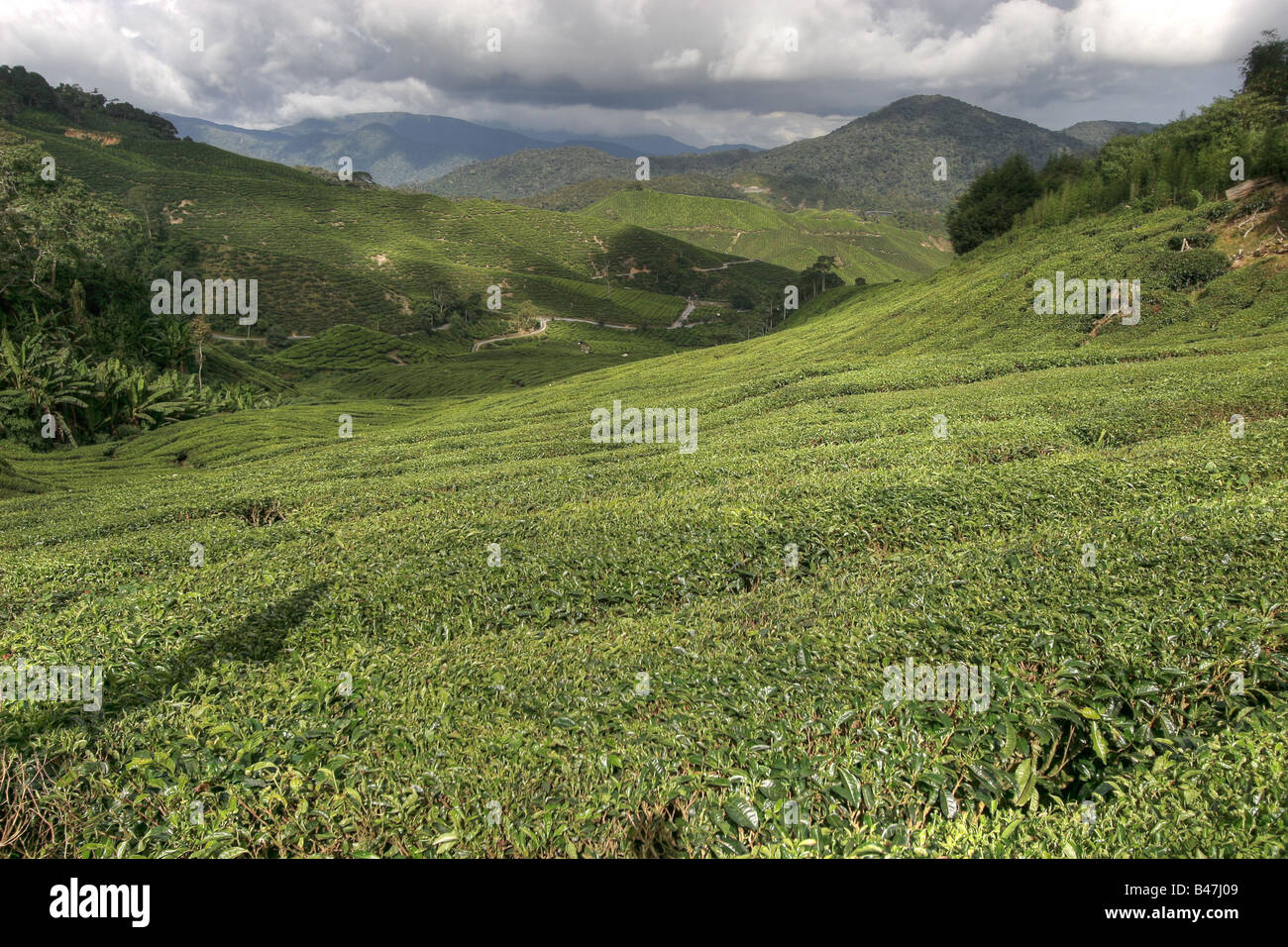 famous landscape of the tea plantations Cameron Highlands Malaysia ...