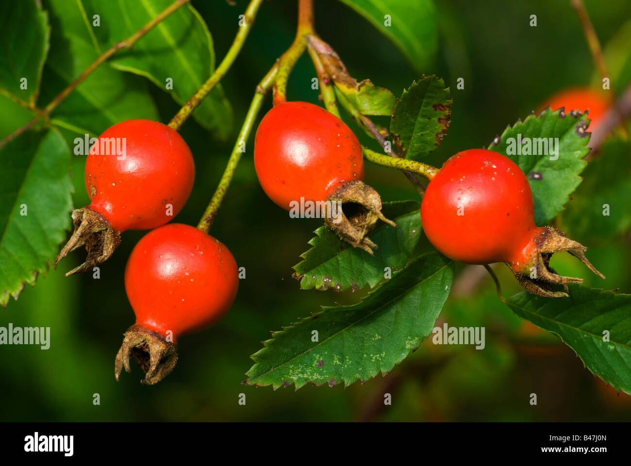 red rose hips Stock Photo - Alamy