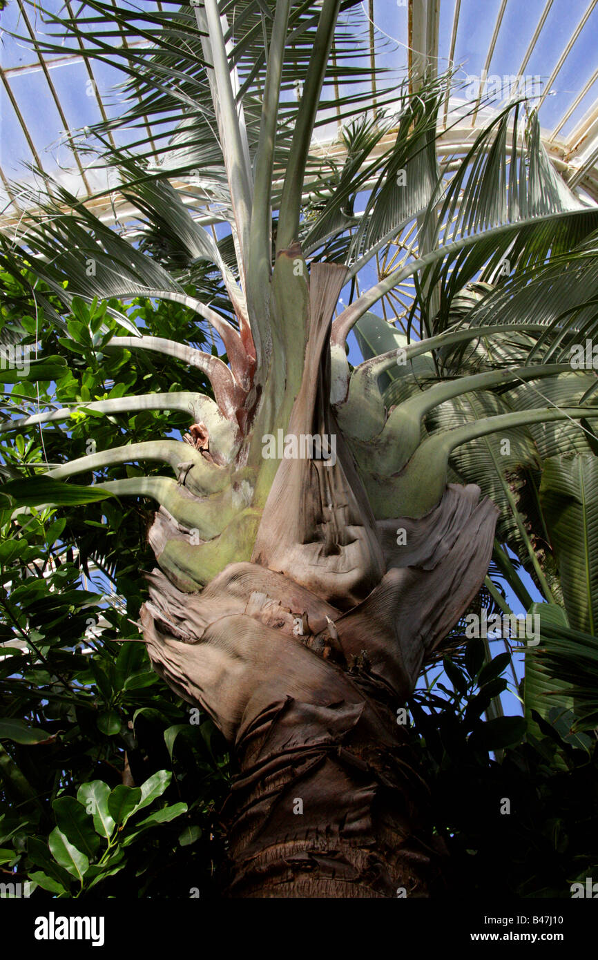 Triangle Palm Tree Like