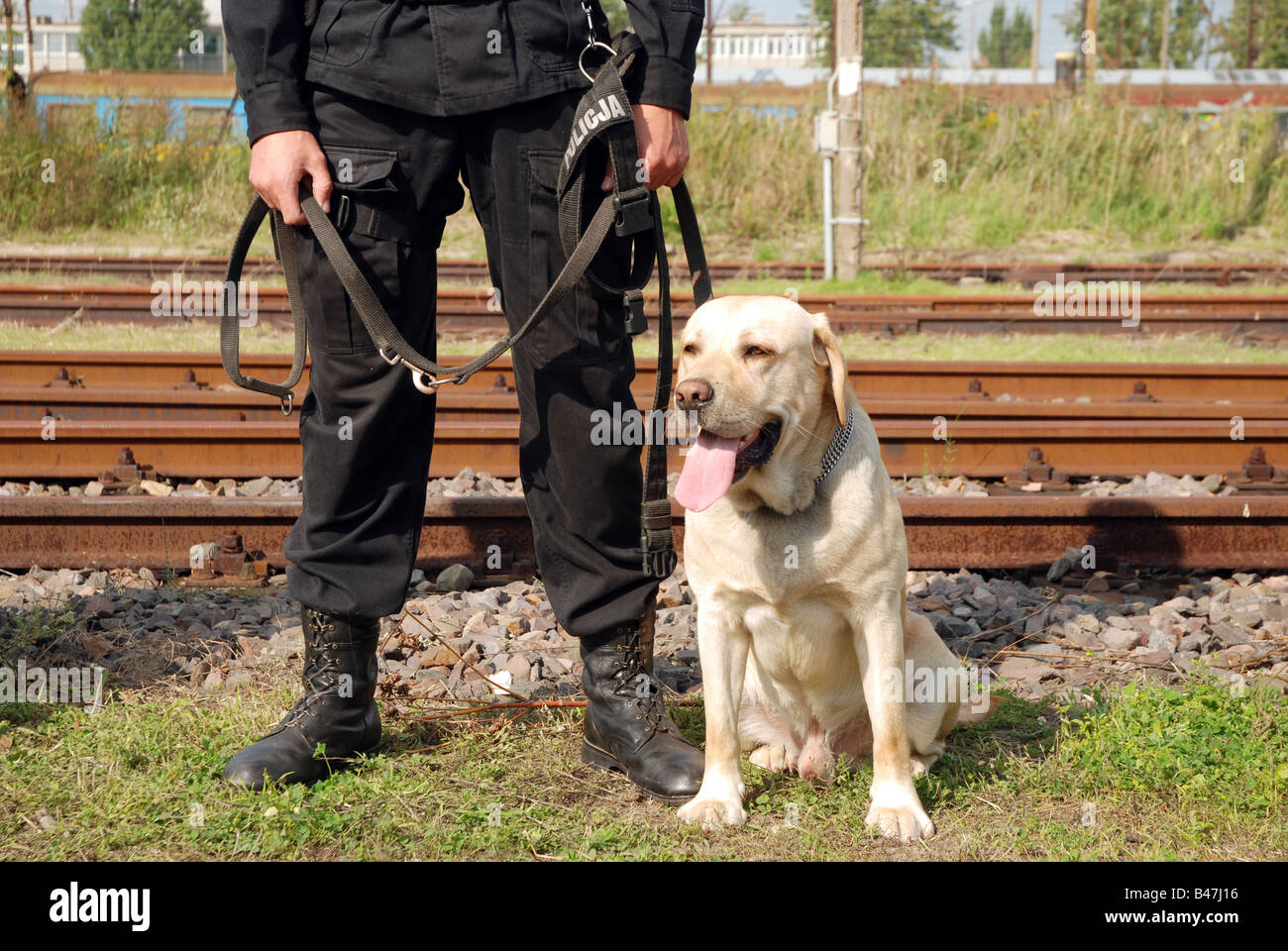 Can Labradors Be Drug Sniffing Dogs