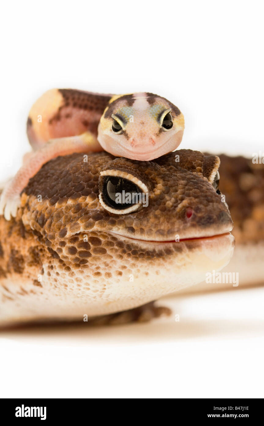 African Fat-Tailed Geckos Stock Photo - Alamy