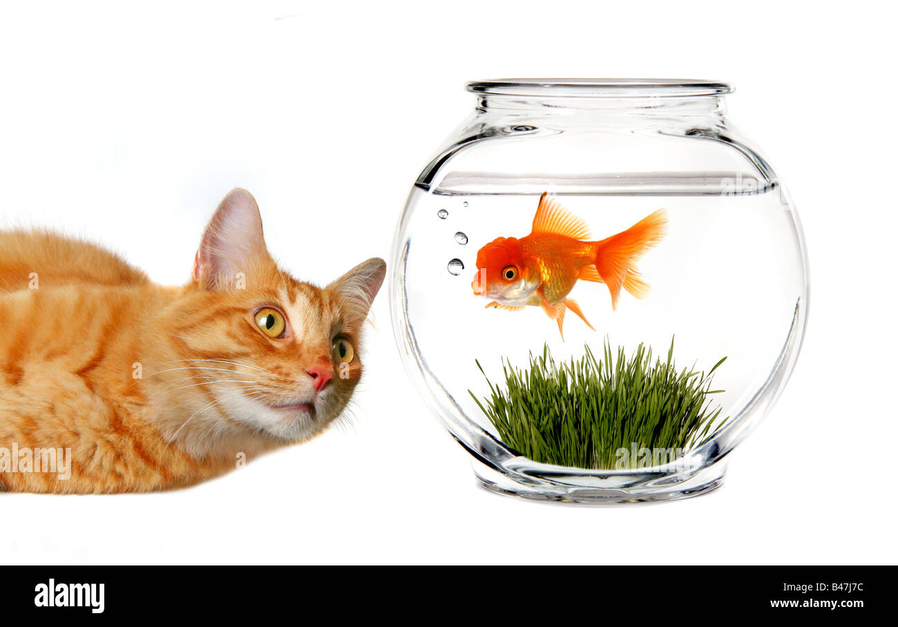 Cat watching goldfish hi-res stock photography and images - Alamy