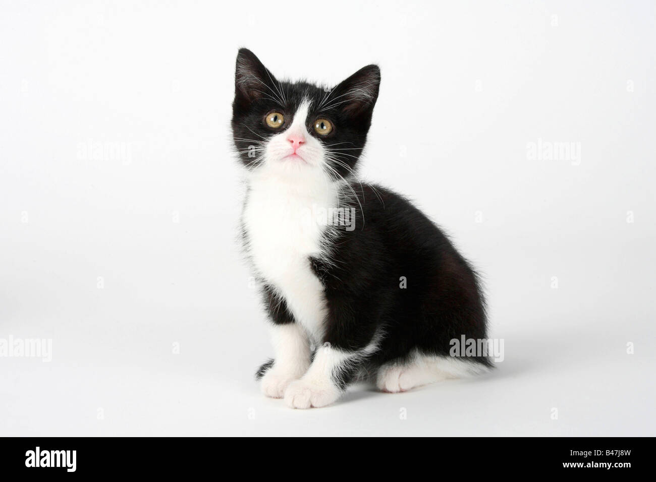 Domestic Cat kitten 8 weeks Stock Photo - Alamy