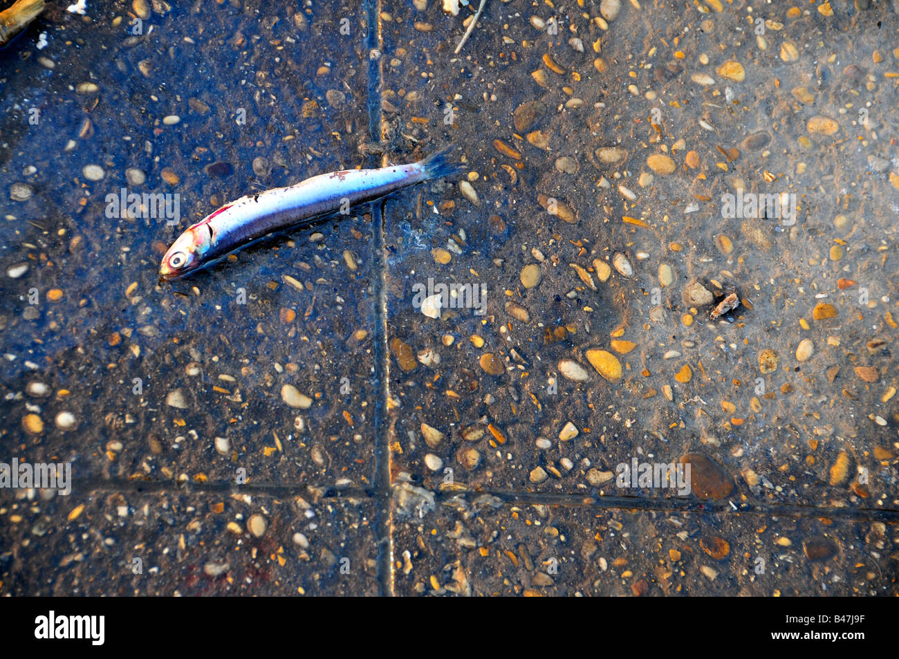 little fish on the docks Stock Photo - Alamy