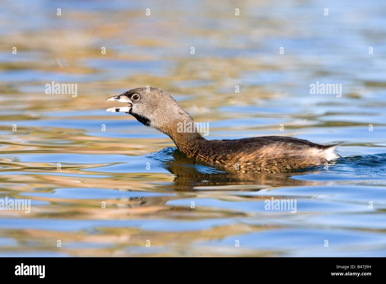 Pied-billed Grebe Podilymbus podiceps Stock Photo - Alamy