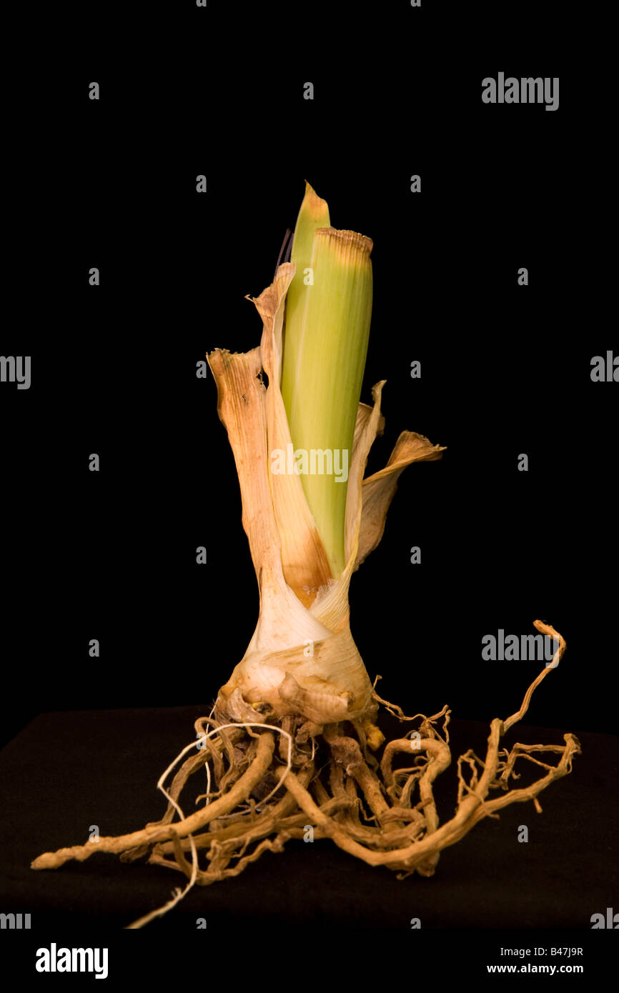 Tubers Plant Stock Photos & Tubers Plant Stock Images - Alamy