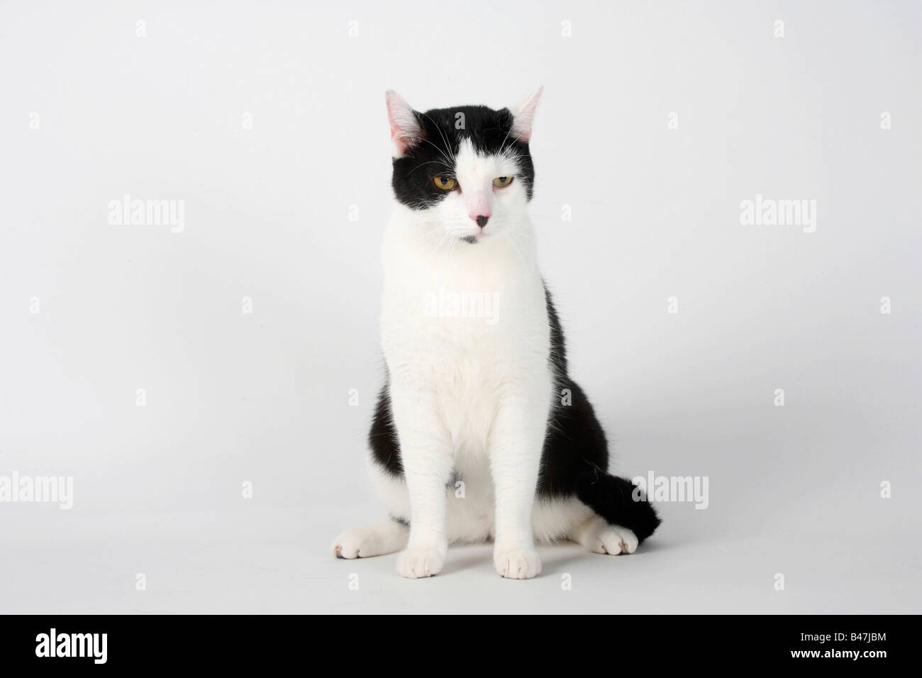 Domestic Cats tomcat Stock Photo - Alamy