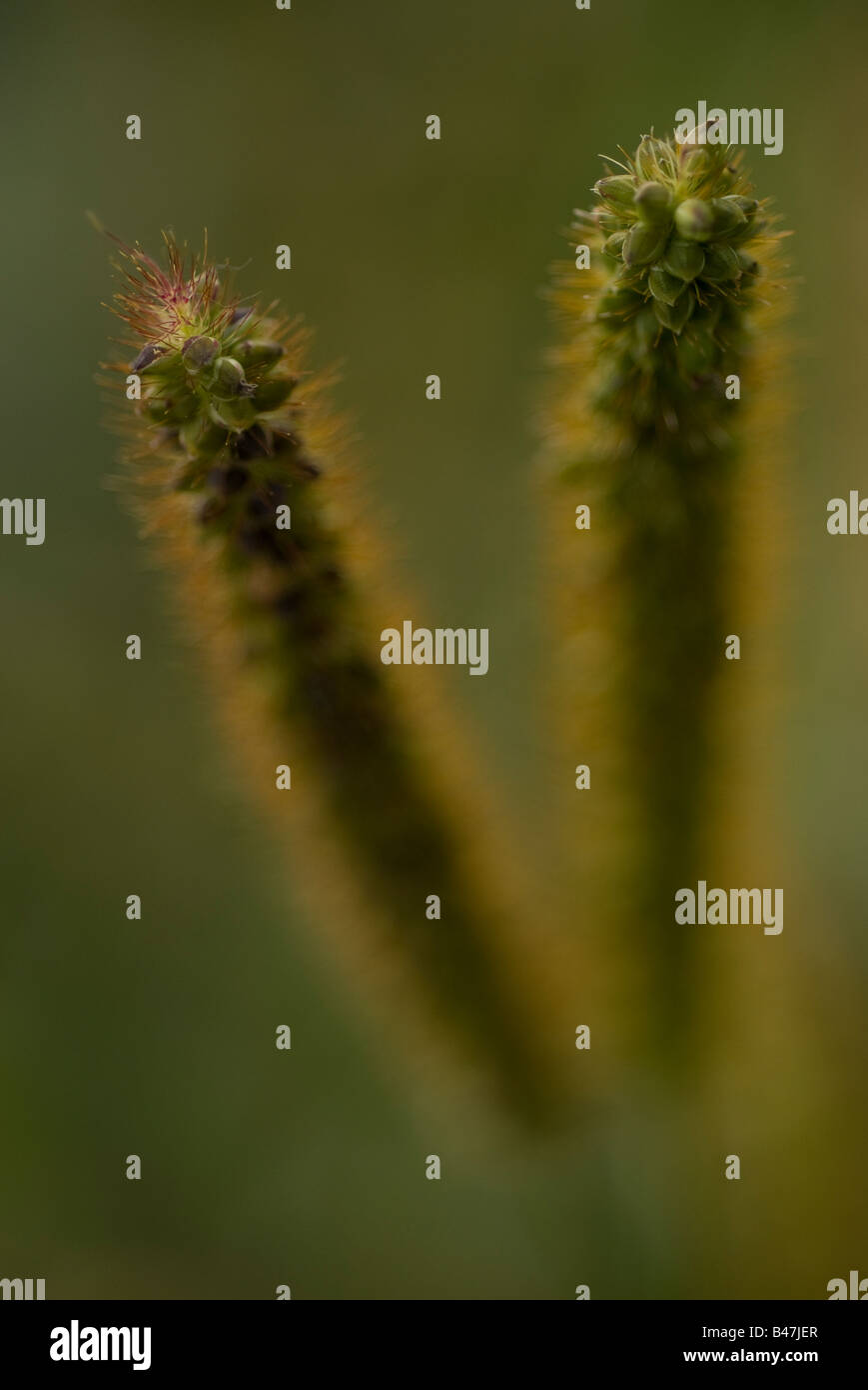stick of grass Stock Photo - Alamy