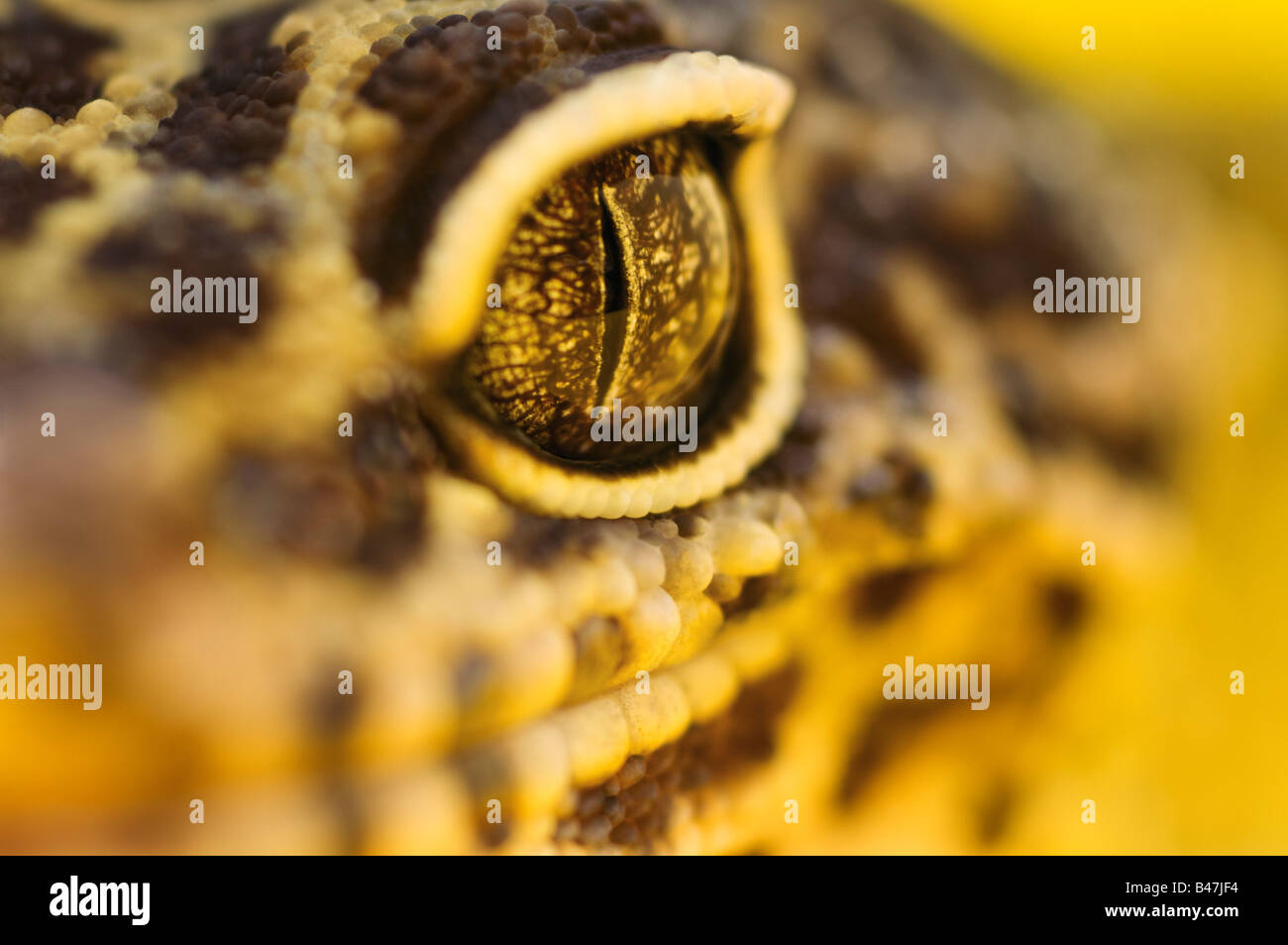 Adult Leopard Gecko Stock Photo - Alamy