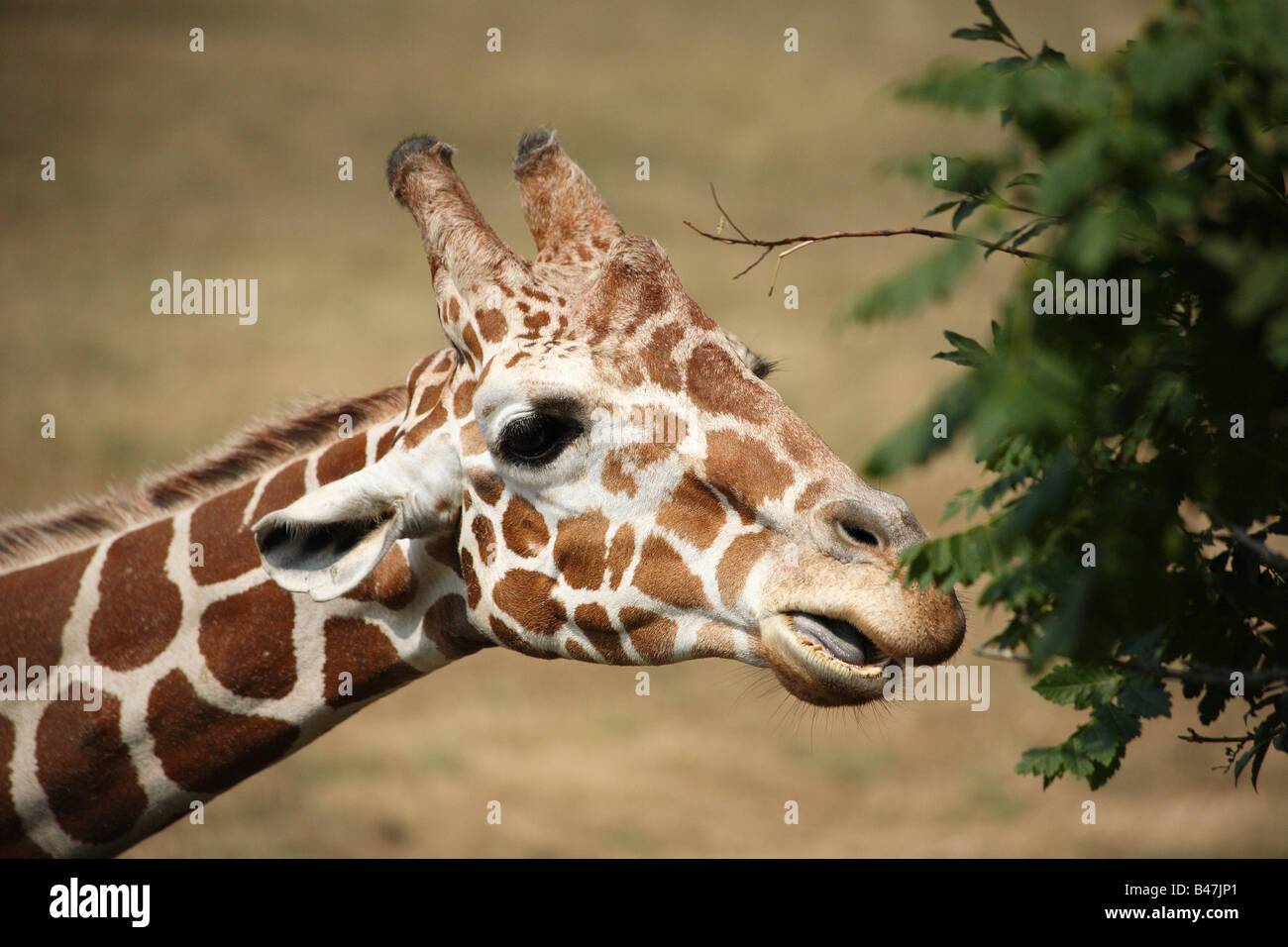 Giraffe nibbling from a tree branch Stock Photo - Alamy