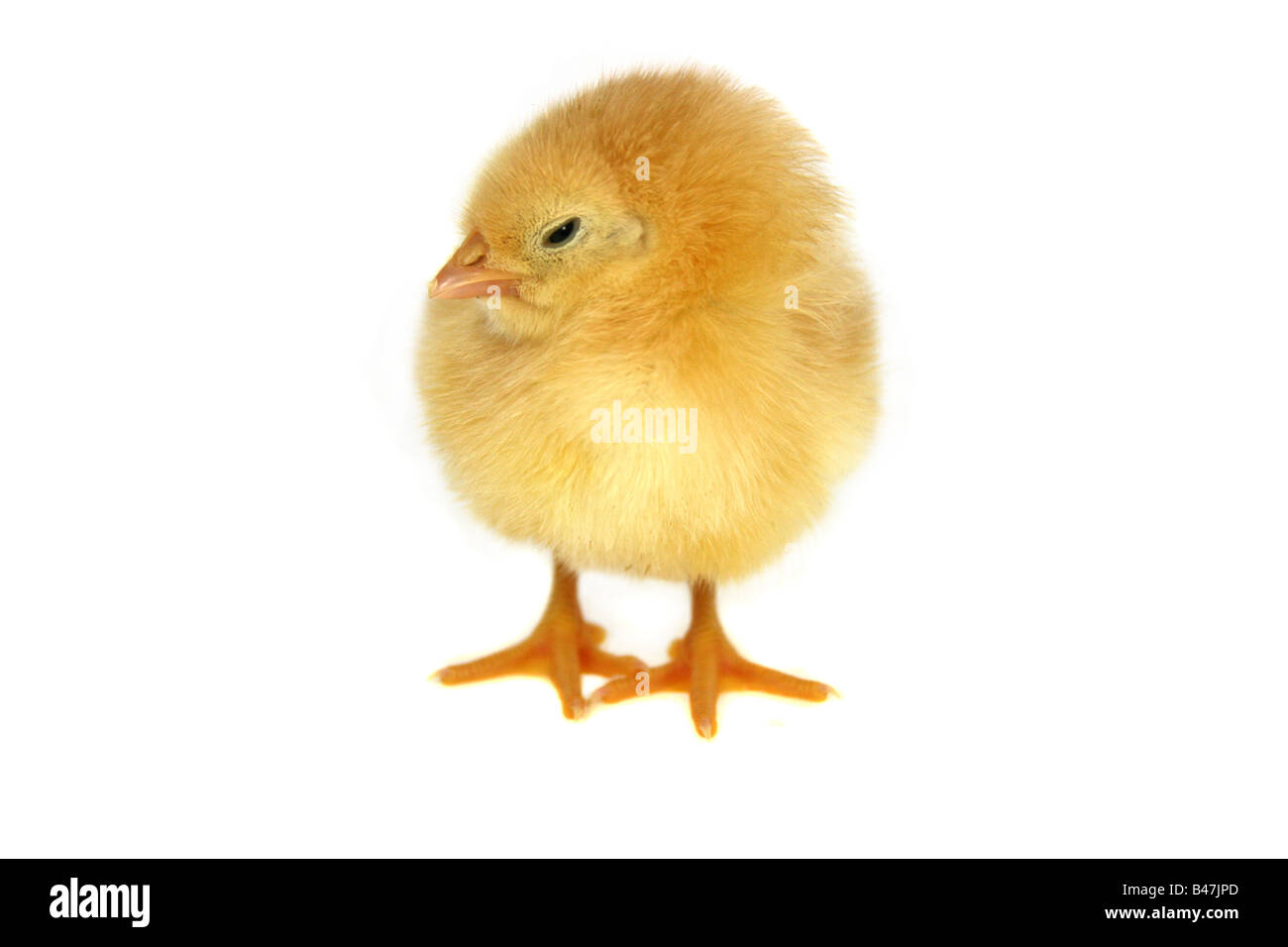 Yellow young bird Cut Out Stock Images & Pictures - Alamy