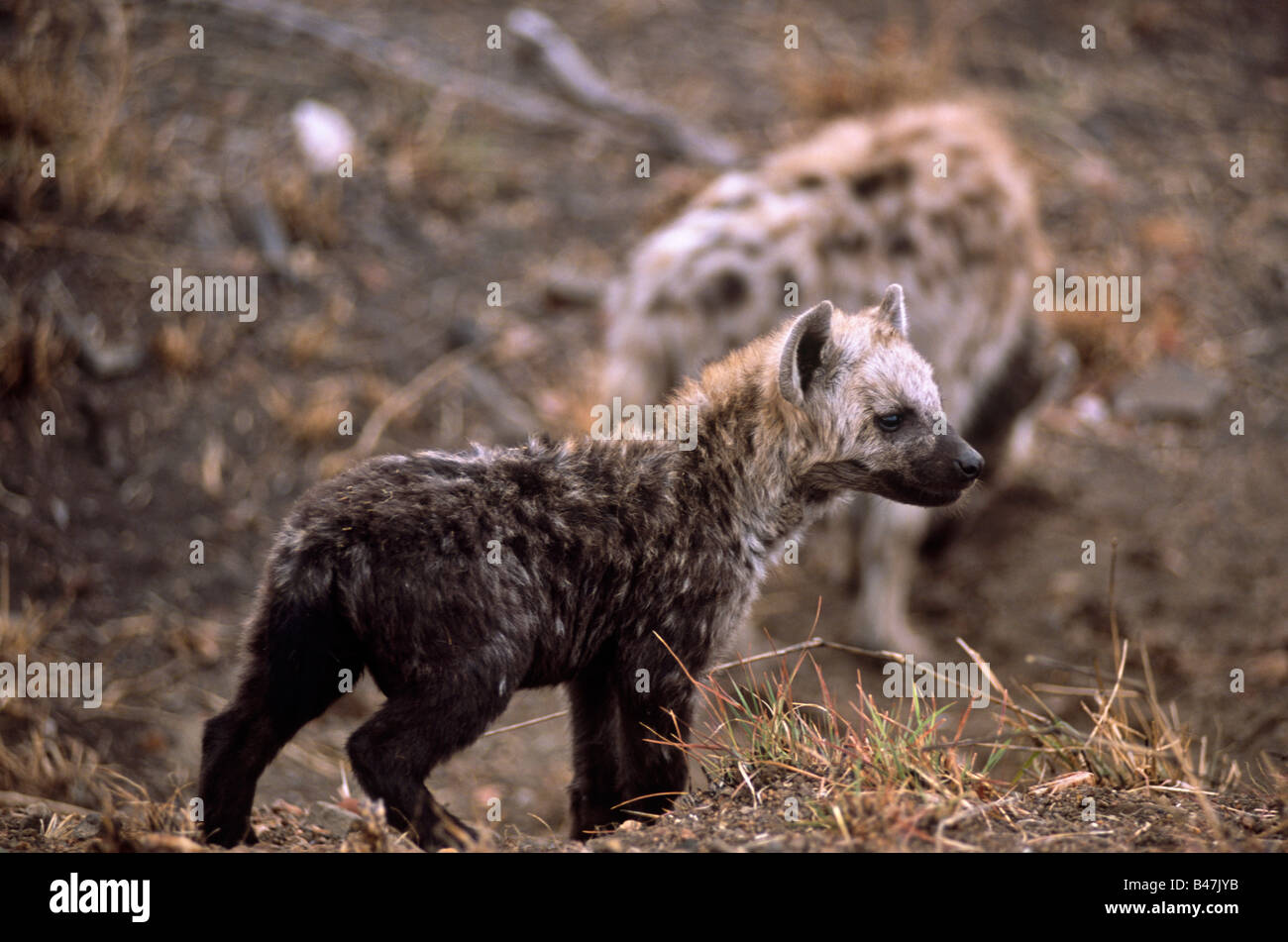 Pair of Spotted Hyaenas (Crocuta crocuta) cubs, Kruger National Park ...