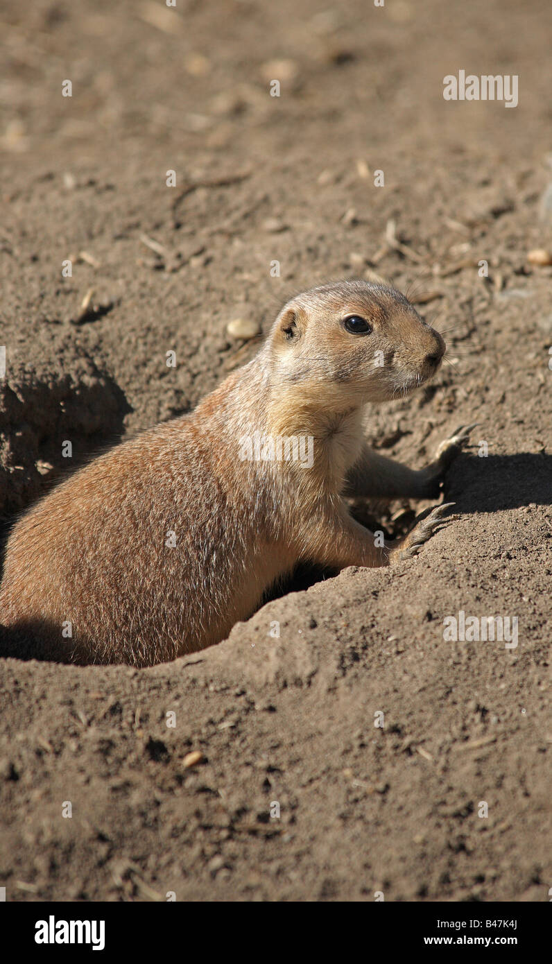 Prairie Dog peaking out from his burrow at the Philadelphia Zoo in ...