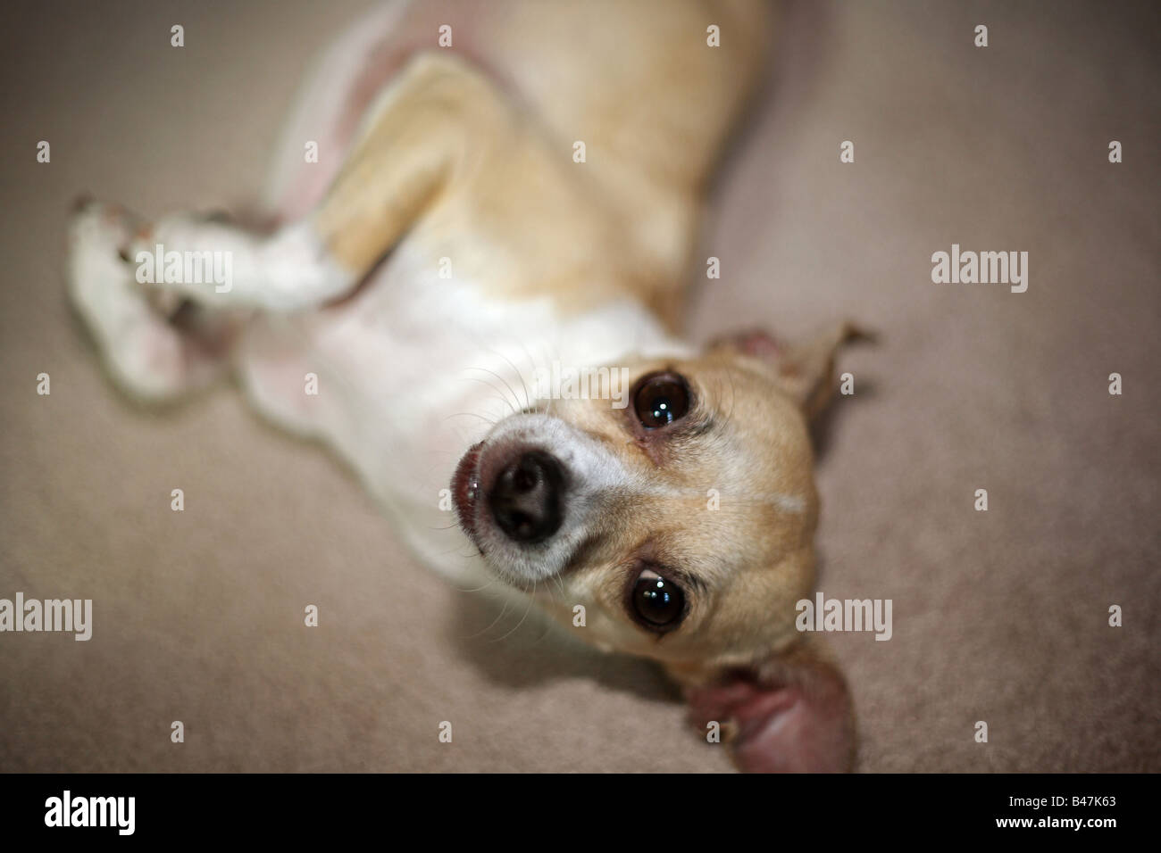 Chihuahua rolling over Stock Photo - Alamy