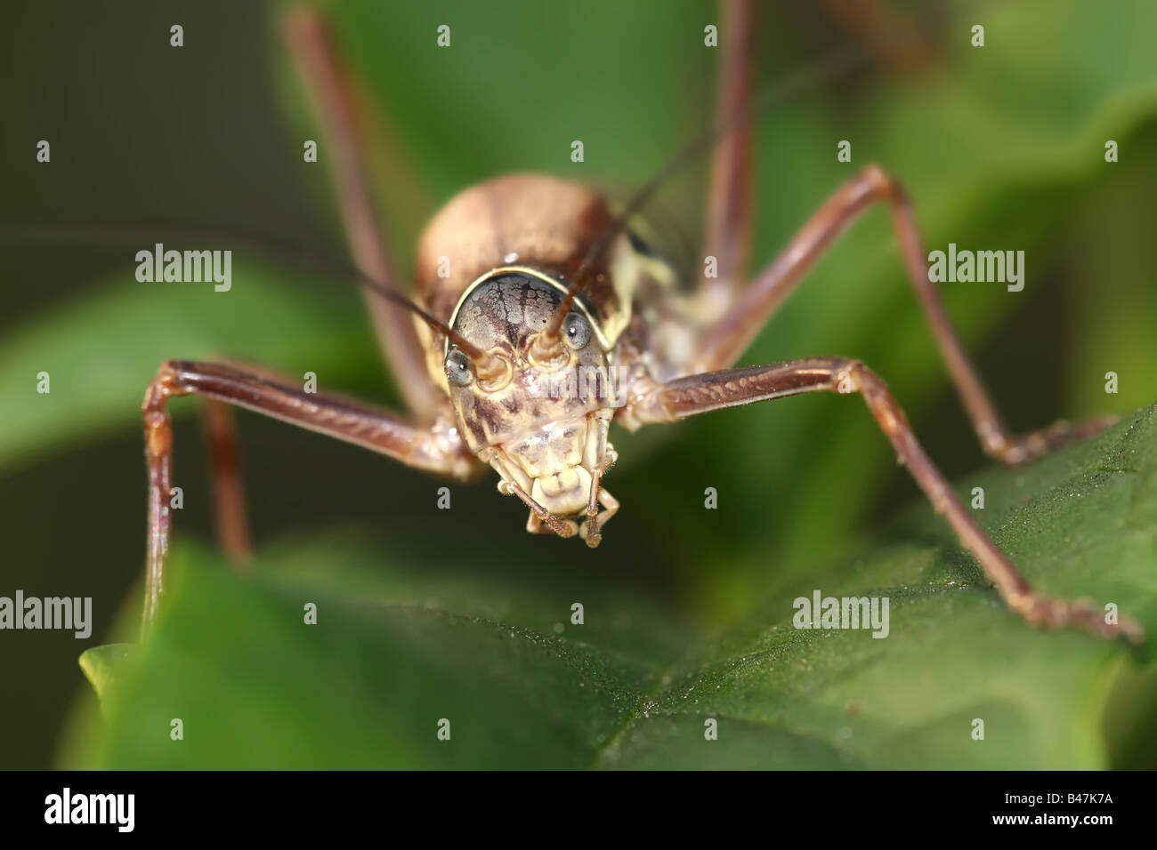 Ephippiger terrestris hi-res stock photography and images - Alamy