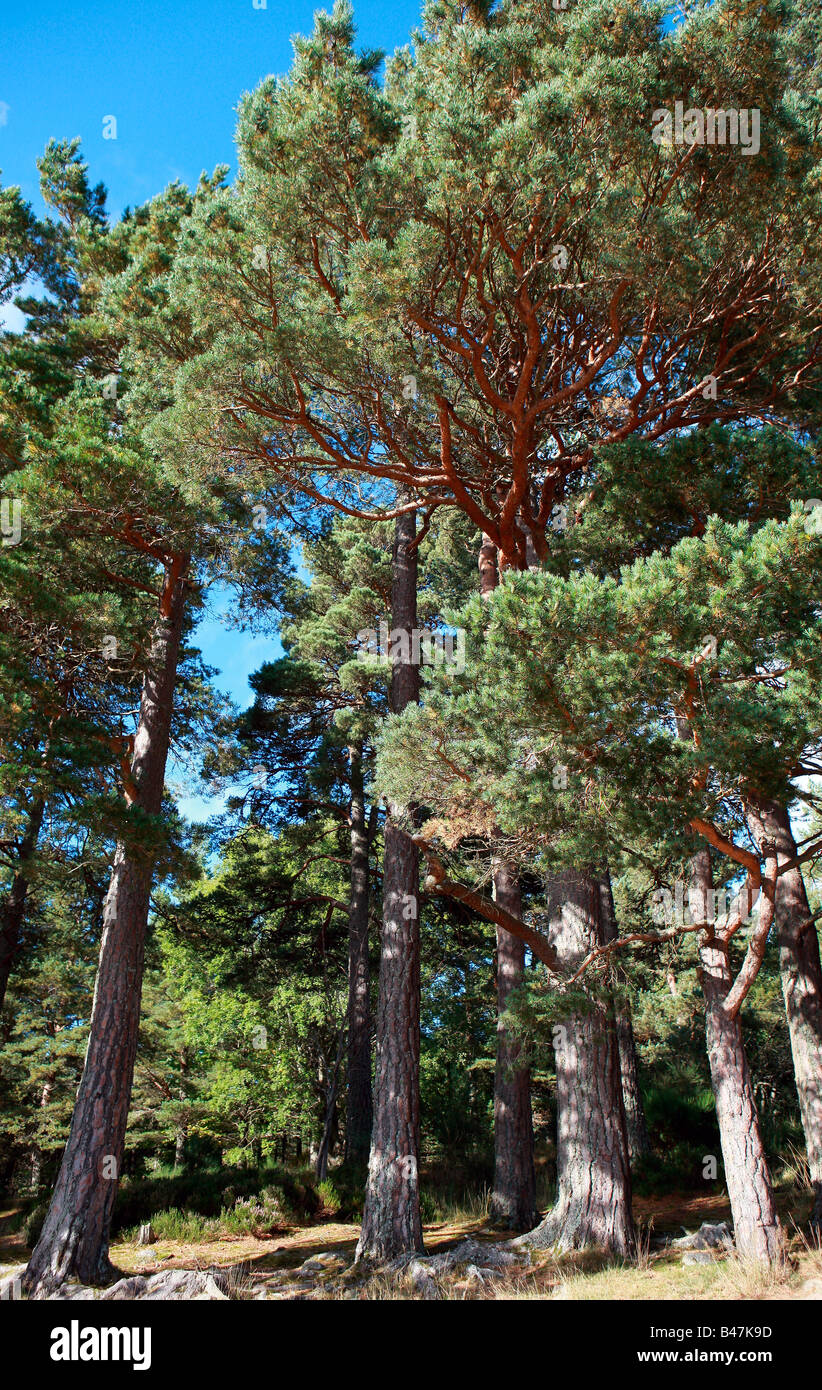 Scots pine trees Stock Photo - Alamy
