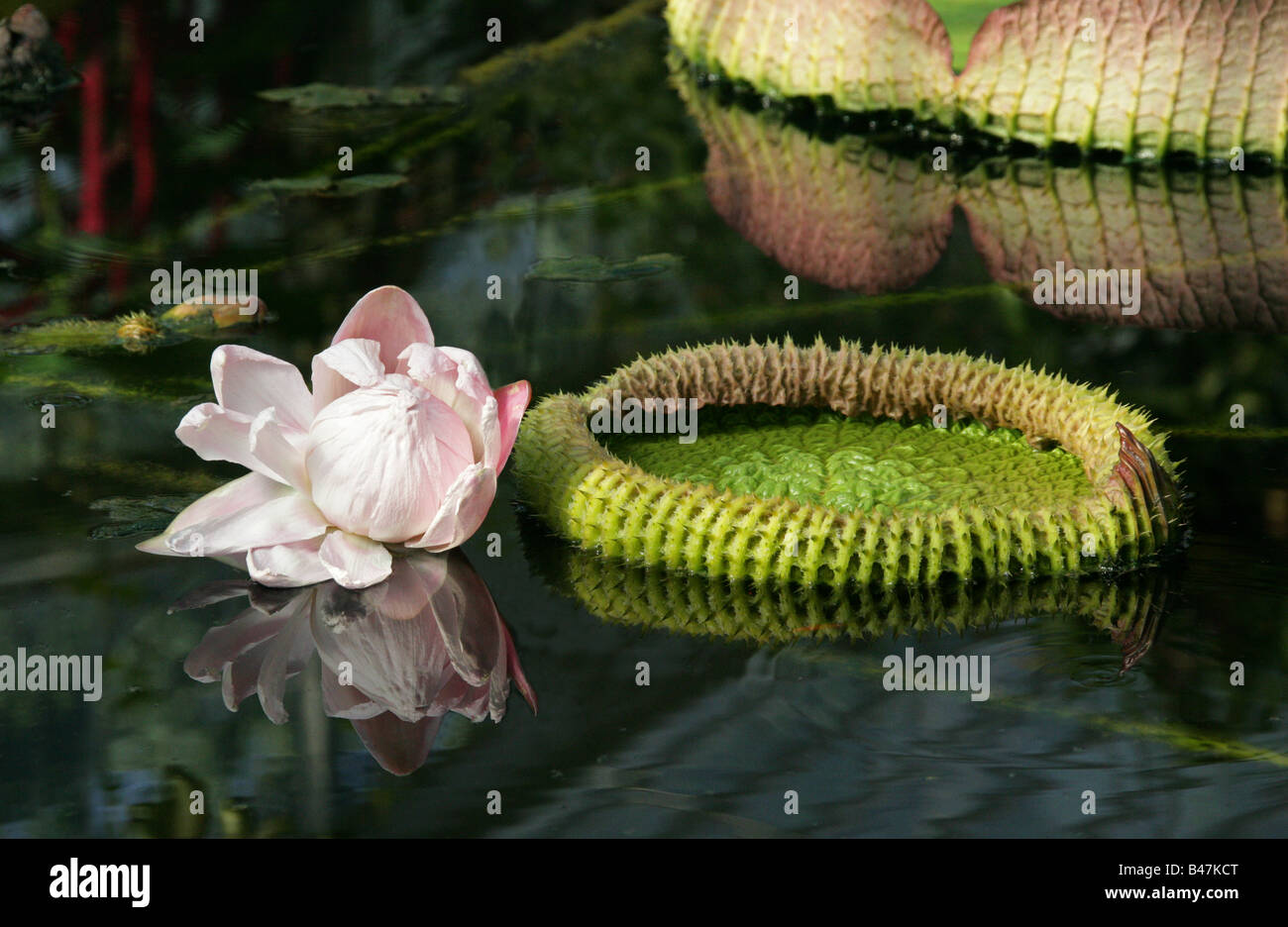 Santa Cruz Water Lily, Victoria cruziana, Nymphaeaceae, Paraguay, South America Stock Photo - Alamy