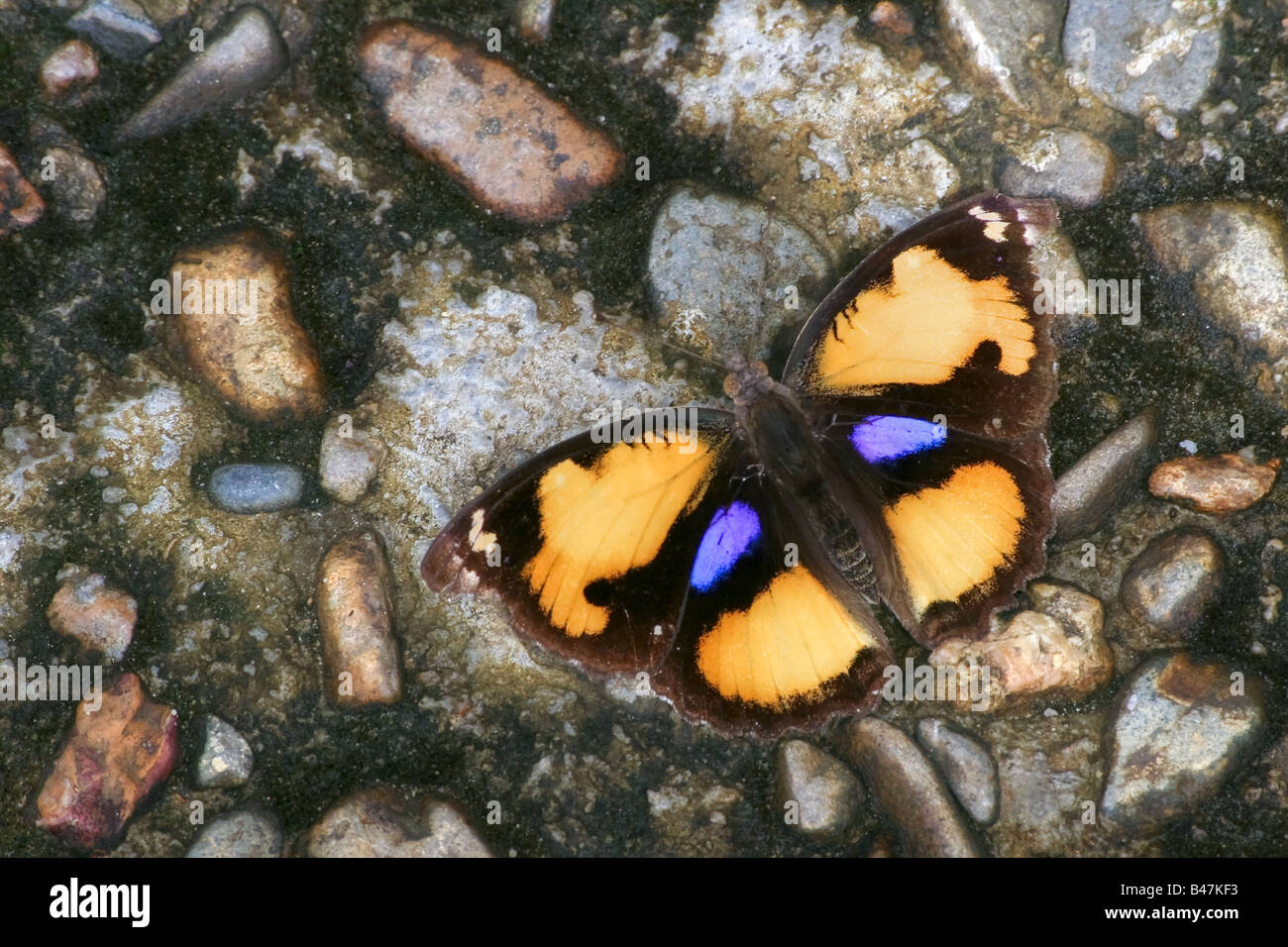 tropical nymphalidae specie on concrete ground, cat tien national park ...