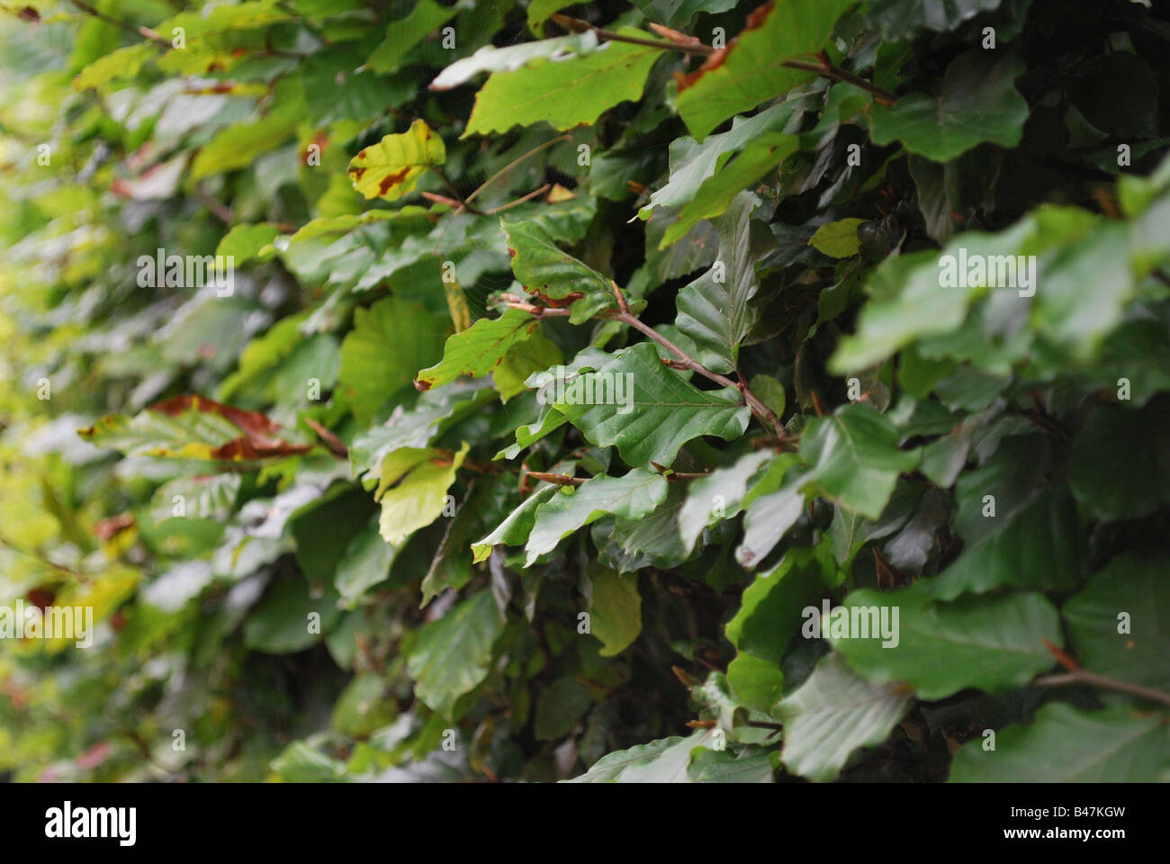 Beech hedge hi-res stock photography and images - Alamy