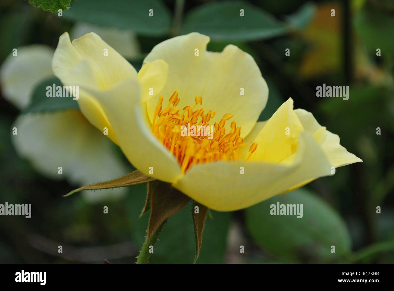Side view of white and yellow rose Stock Photo - Alamy