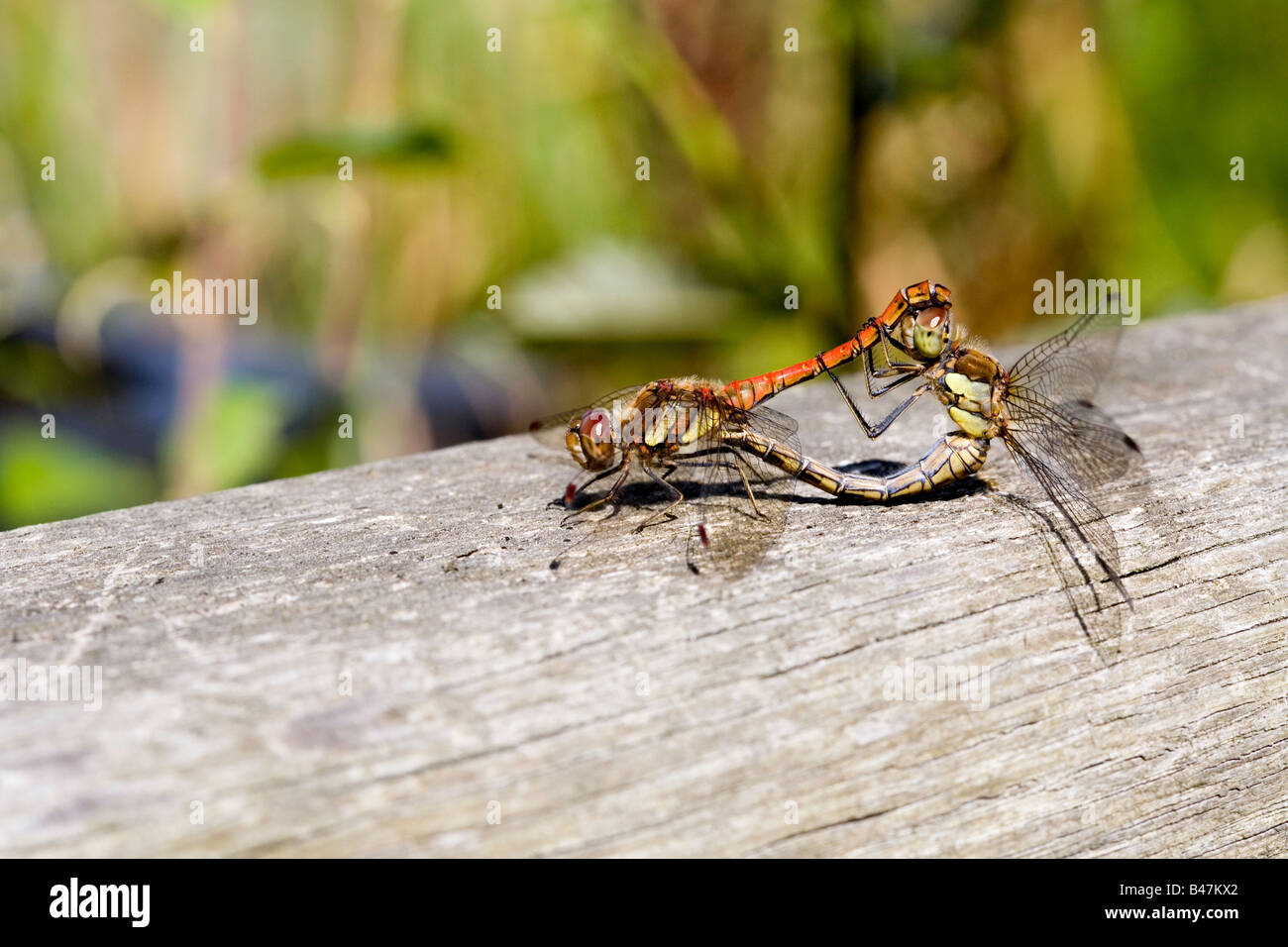 Dragonfly mating not damsel hi-res stock photography and images - Alamy