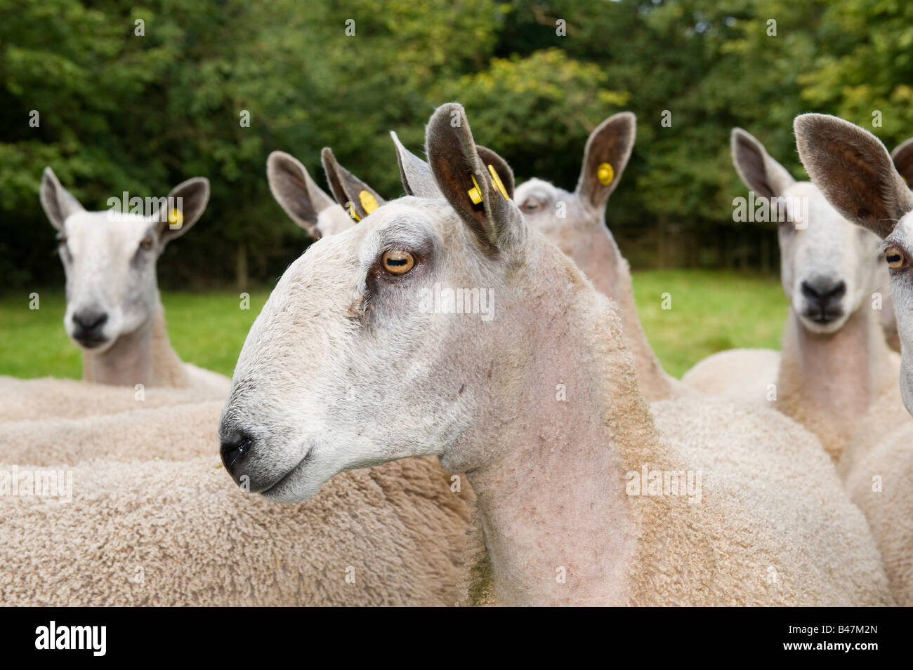 Leicester Blue Face Sheep High Resolution Stock Photography and Images ...