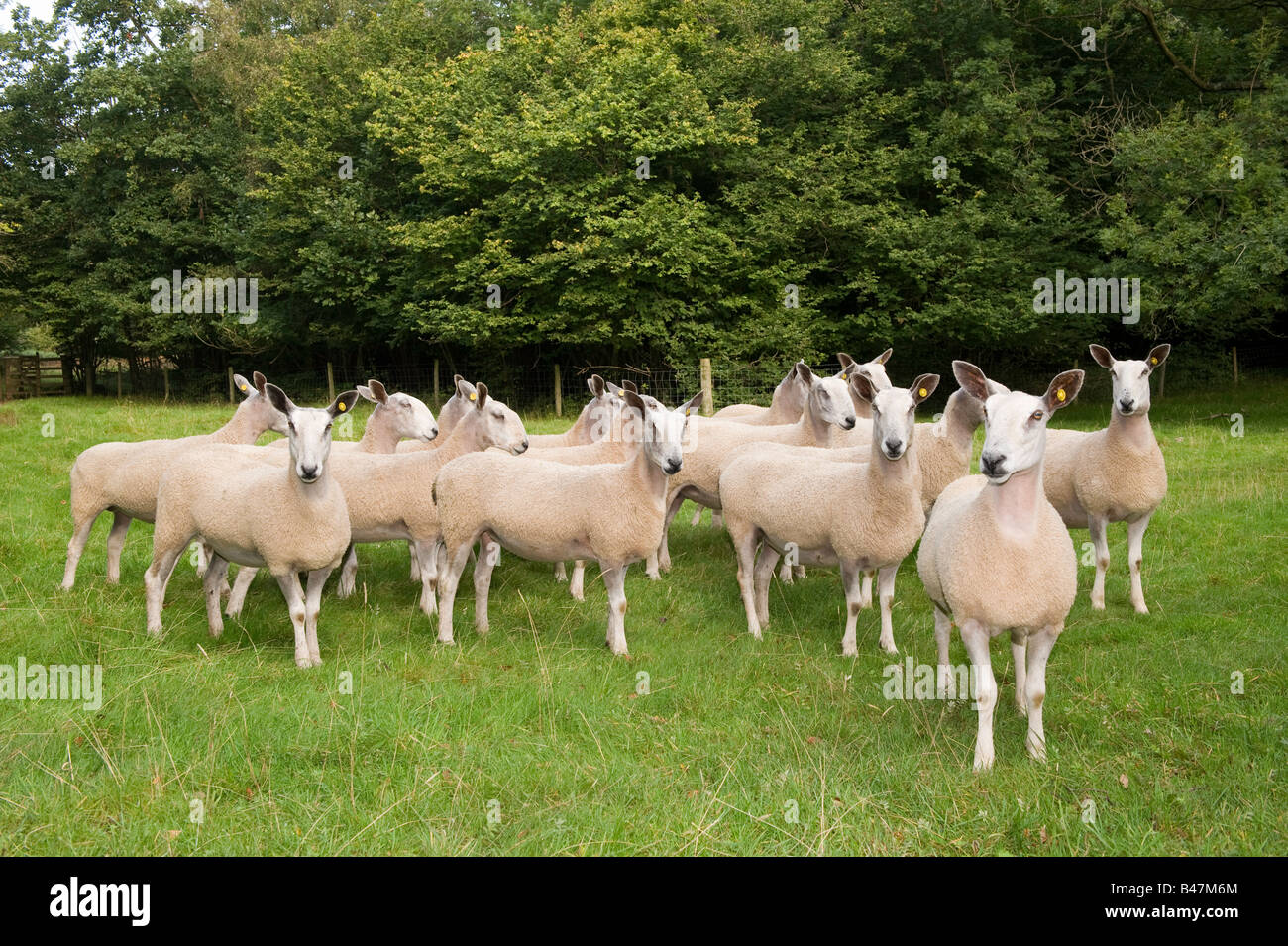 Leicester Blue Face Sheep High Resolution Stock Photography and Images ...