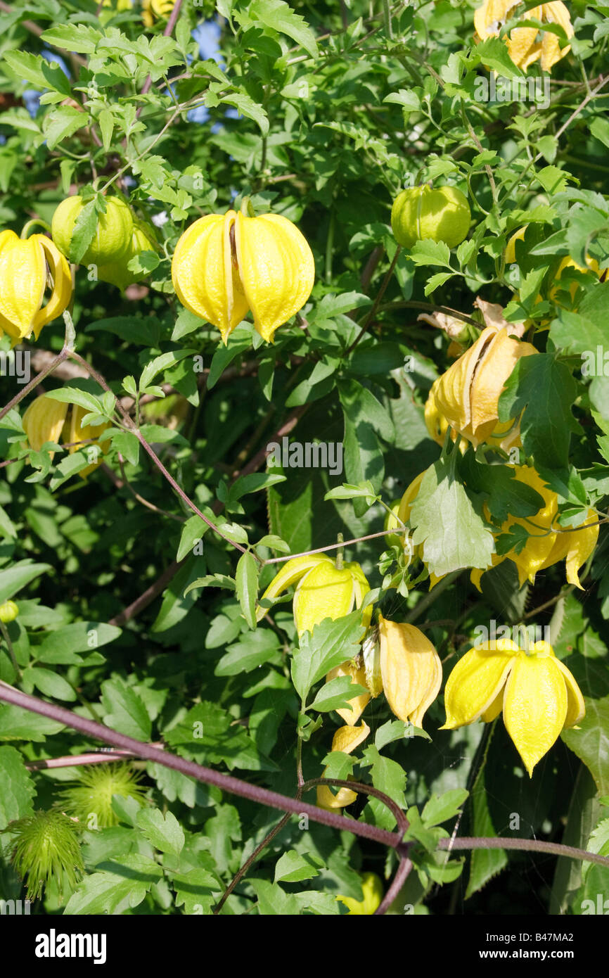 Clematis tangutica yellow climber hi-res stock photography and images ...