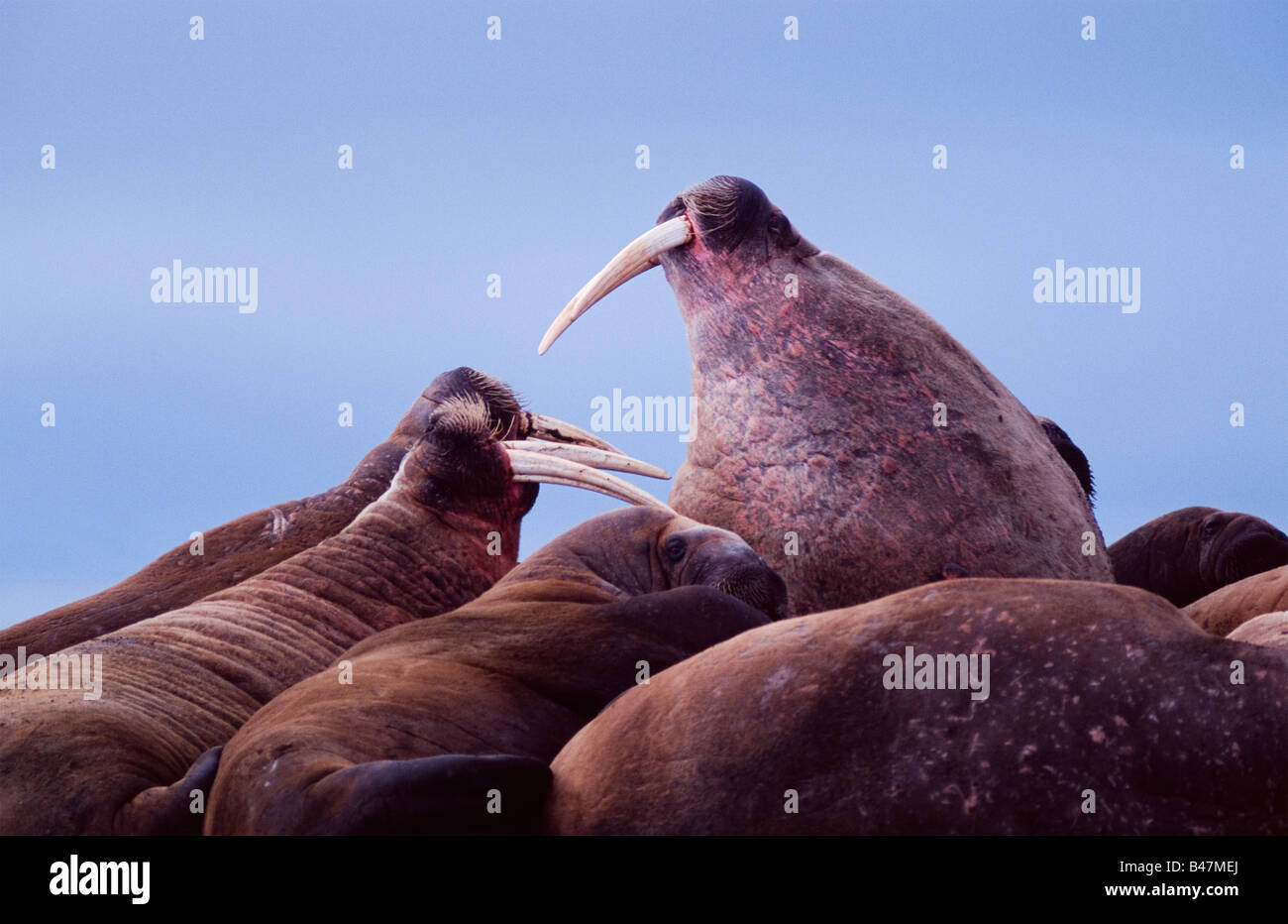 Walrus fighting on the beach Stock Photo - Alamy