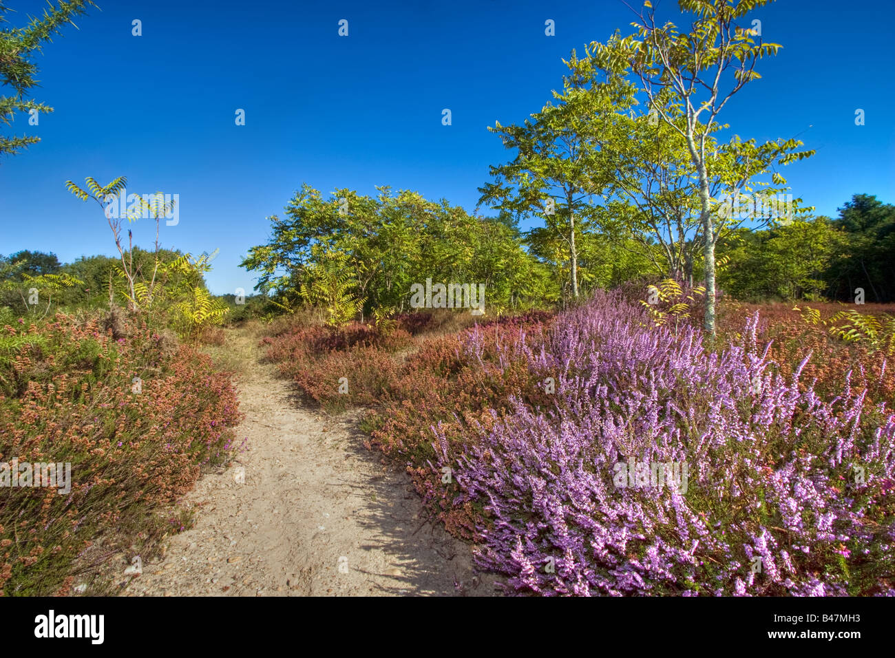 wild moor landscape with pink heather and trees of heaven Stock Photo ...