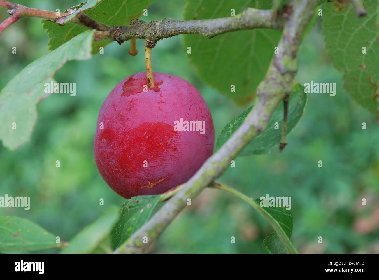 Victoria plum growing on tree Stock Photo - Alamy