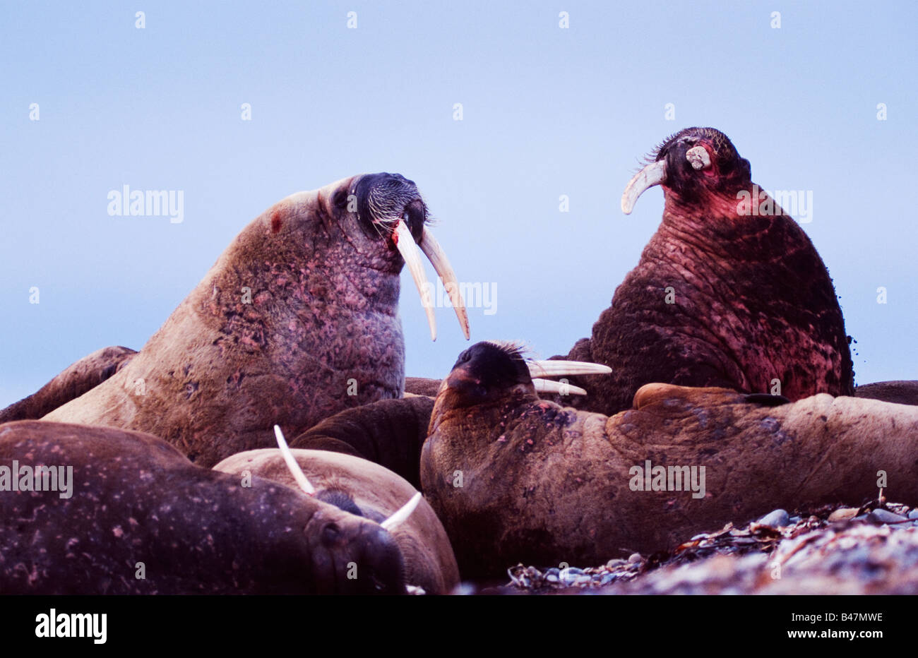 Walrus fighting on the beach Stock Photo - Alamy