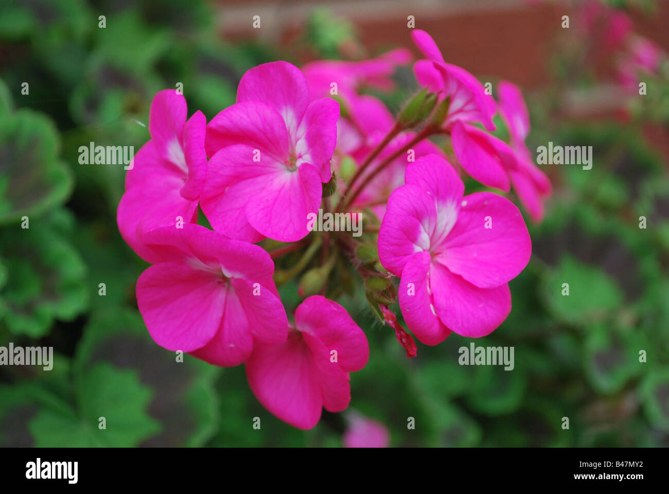 Pink geranium flowers Stock Photo - Alamy
