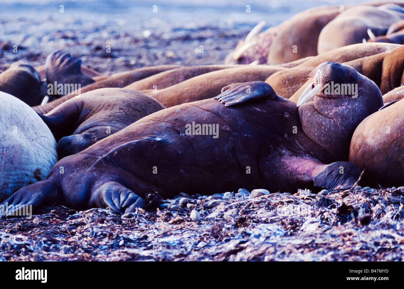 Walrus resting on the beach Stock Photo - Alamy