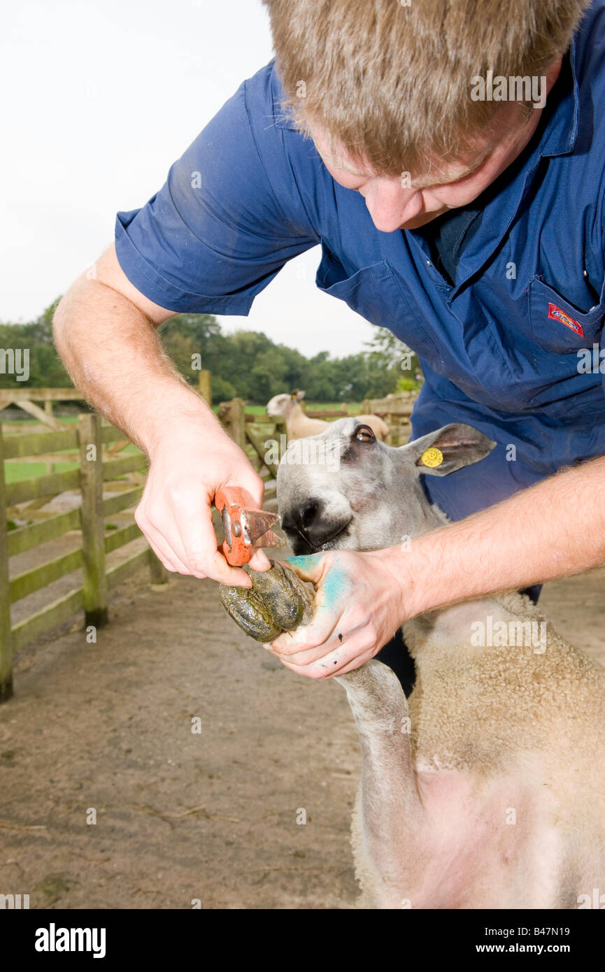 Farmer trimming and inspecting a sheeps feet with foot trimmers ...