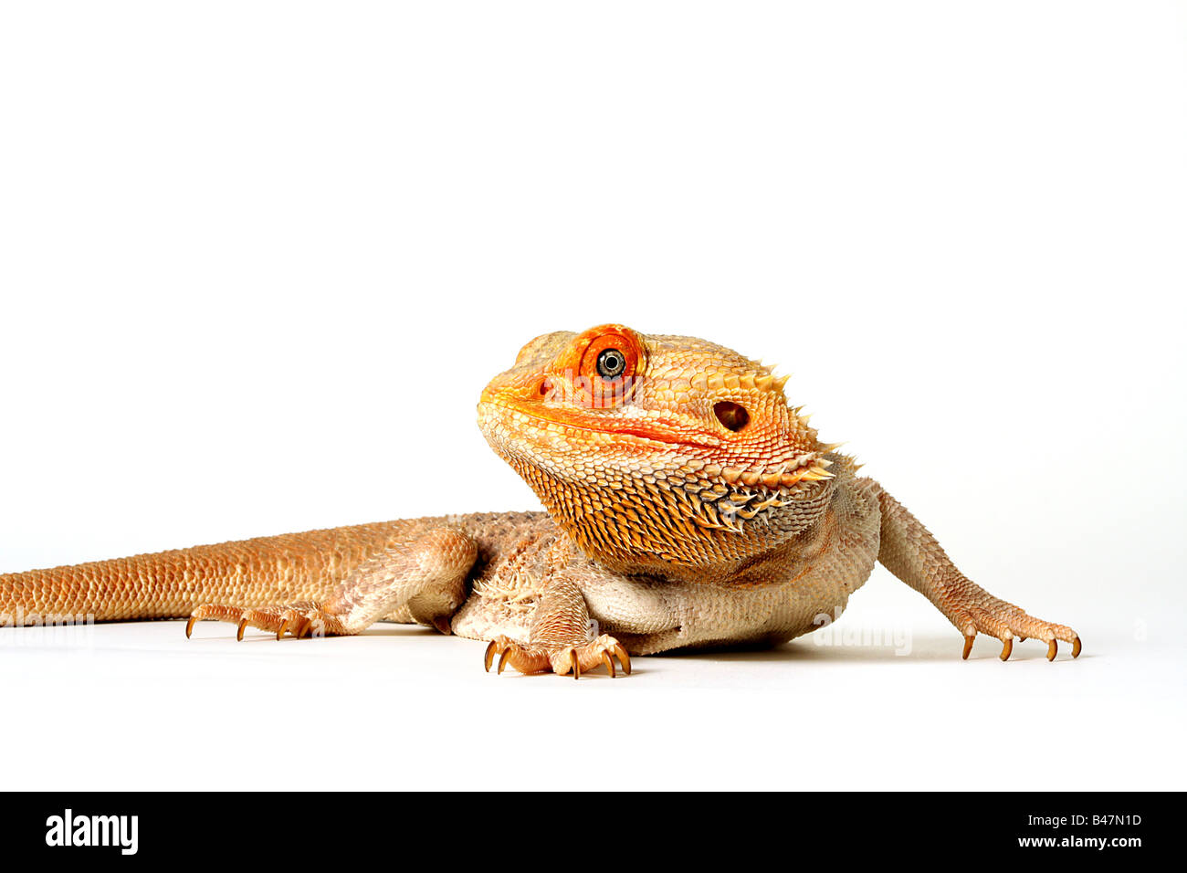 Colorful Bearded Dragon Stock Photo - Alamy