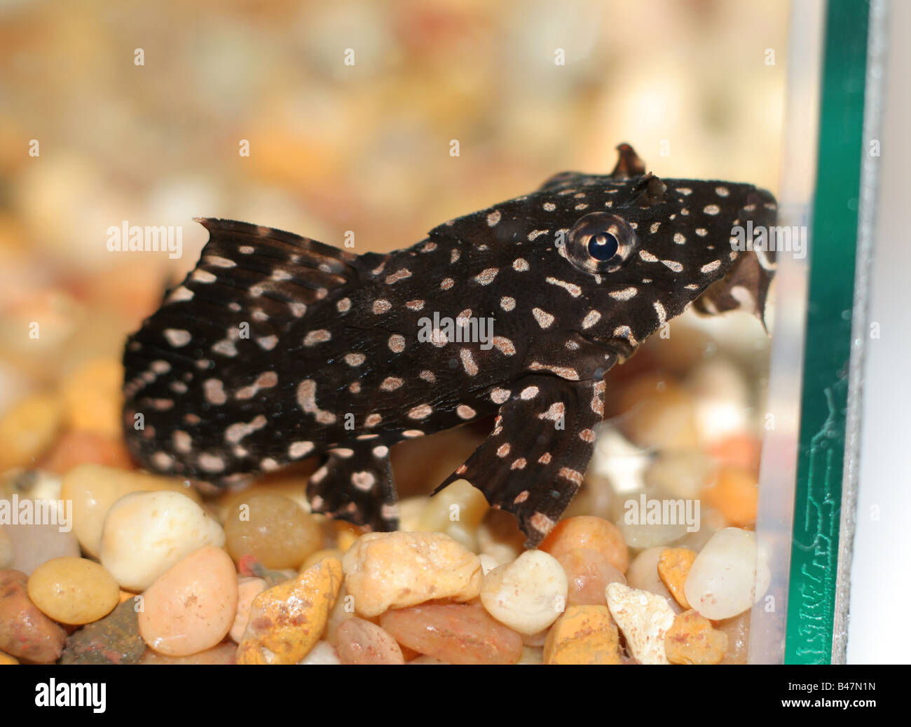 Pleco fish hi-res stock photography and images - Alamy