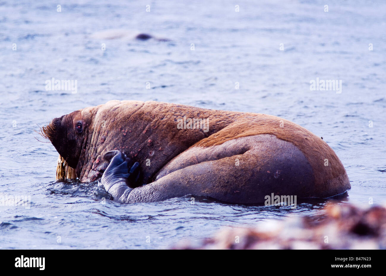 Valross betar vilar kliar klia vatten Stock Photo - Alamy