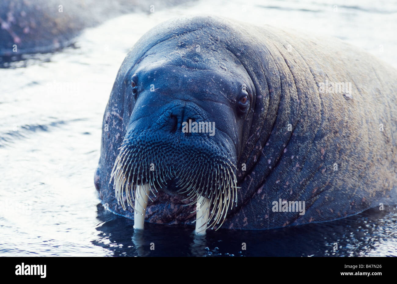 Walrus body hi-res stock photography and images - Alamy