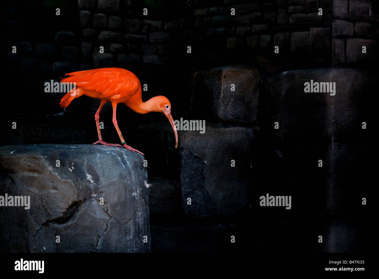 red ibis on a rock Stock Photo - Alamy