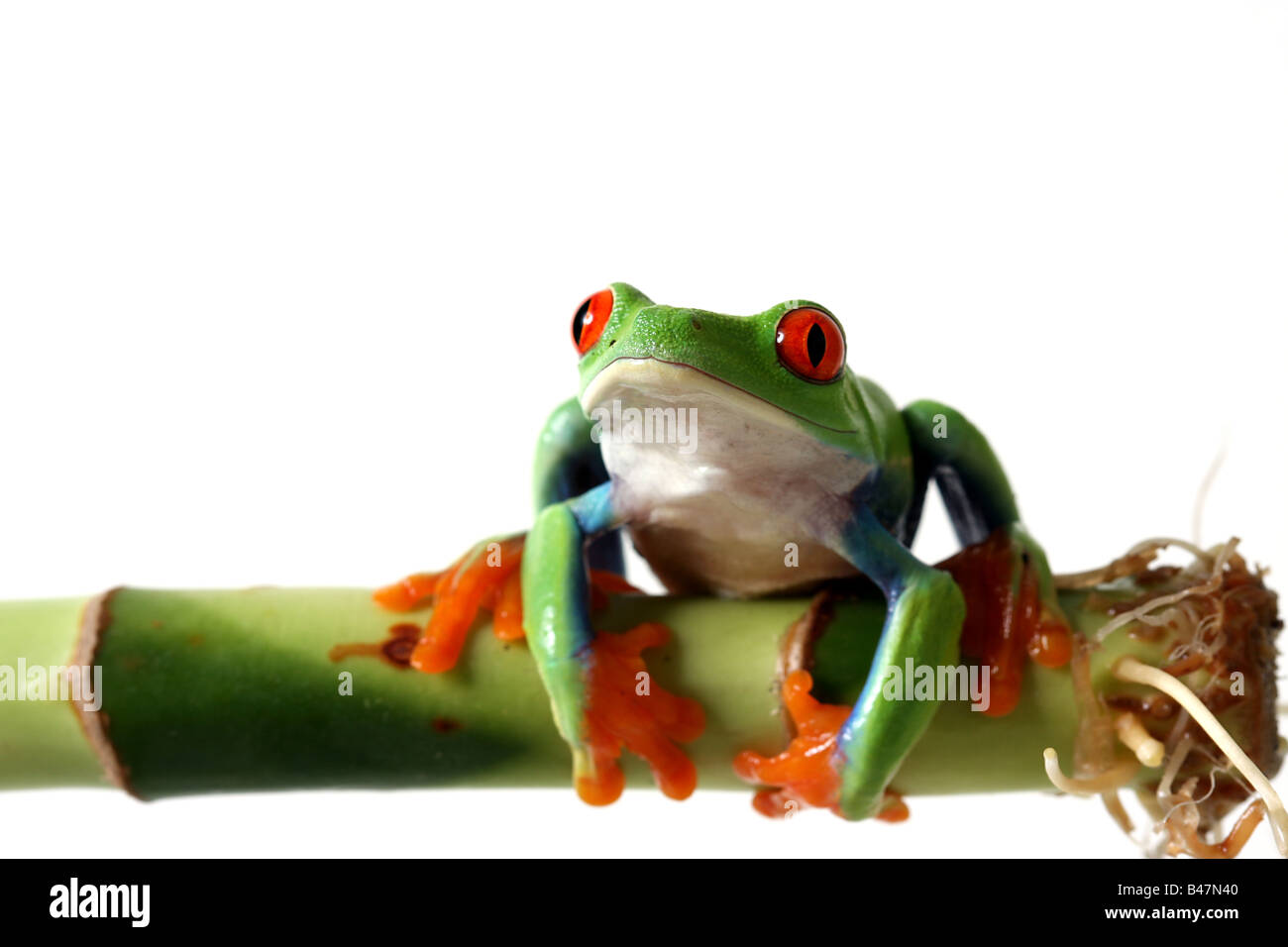Red-Eyed Tree Frog isolated on white background Stock Photo - Alamy