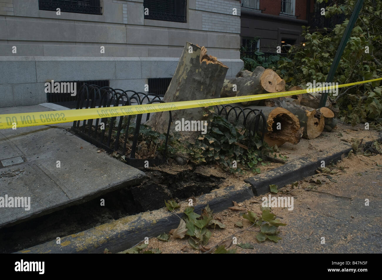 Tree roots sidewalk hi-res stock photography and images - Alamy
