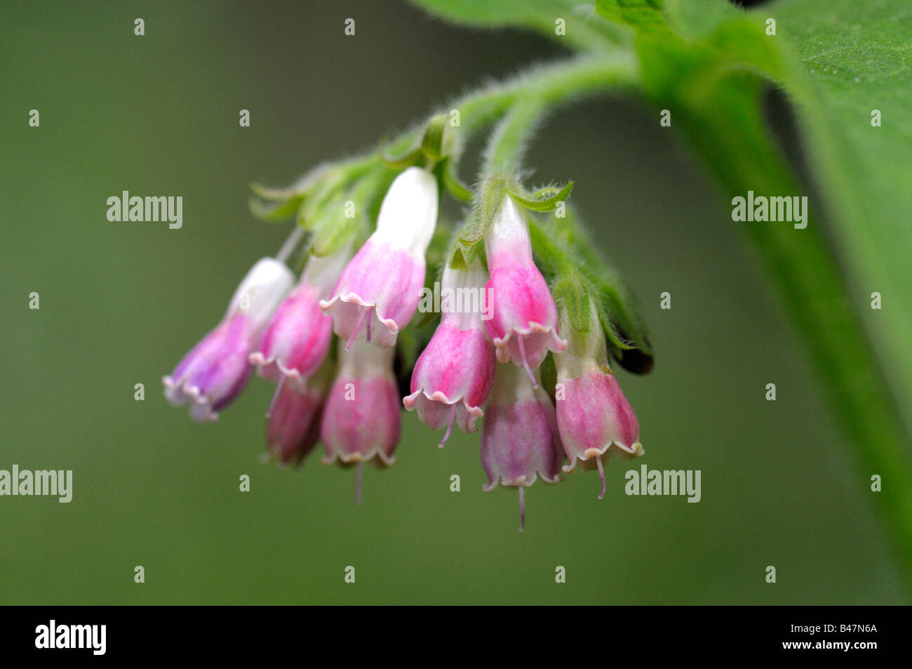 Common Comfrey (Symphytum officinale), flowers Stock Photo - Alamy
