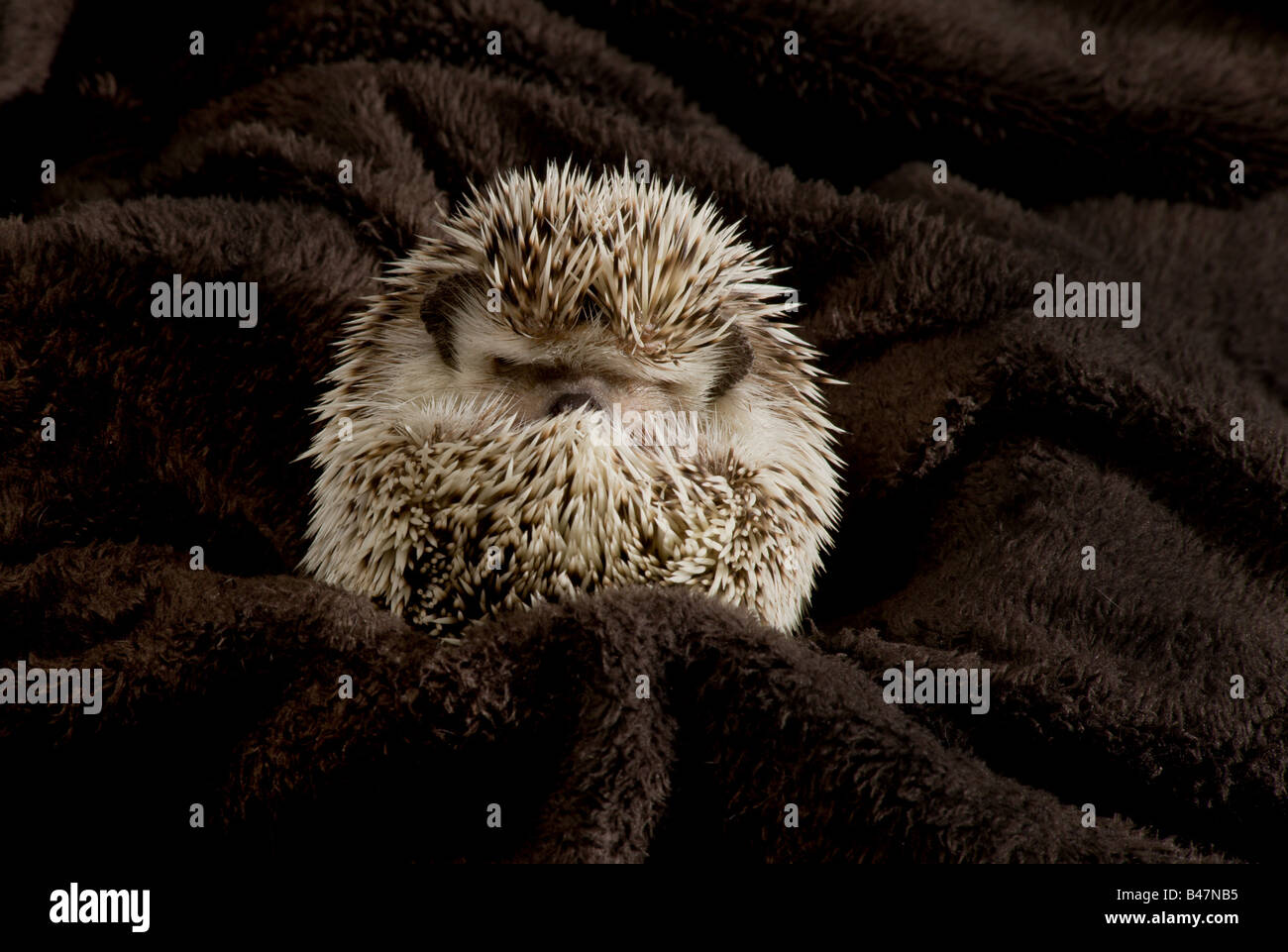 Grumpy animal hi-res stock photography and images - Alamy