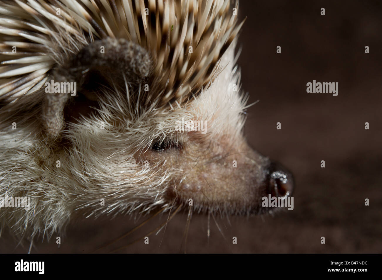 Cute hedgehog face hi-res stock photography and images - Alamy