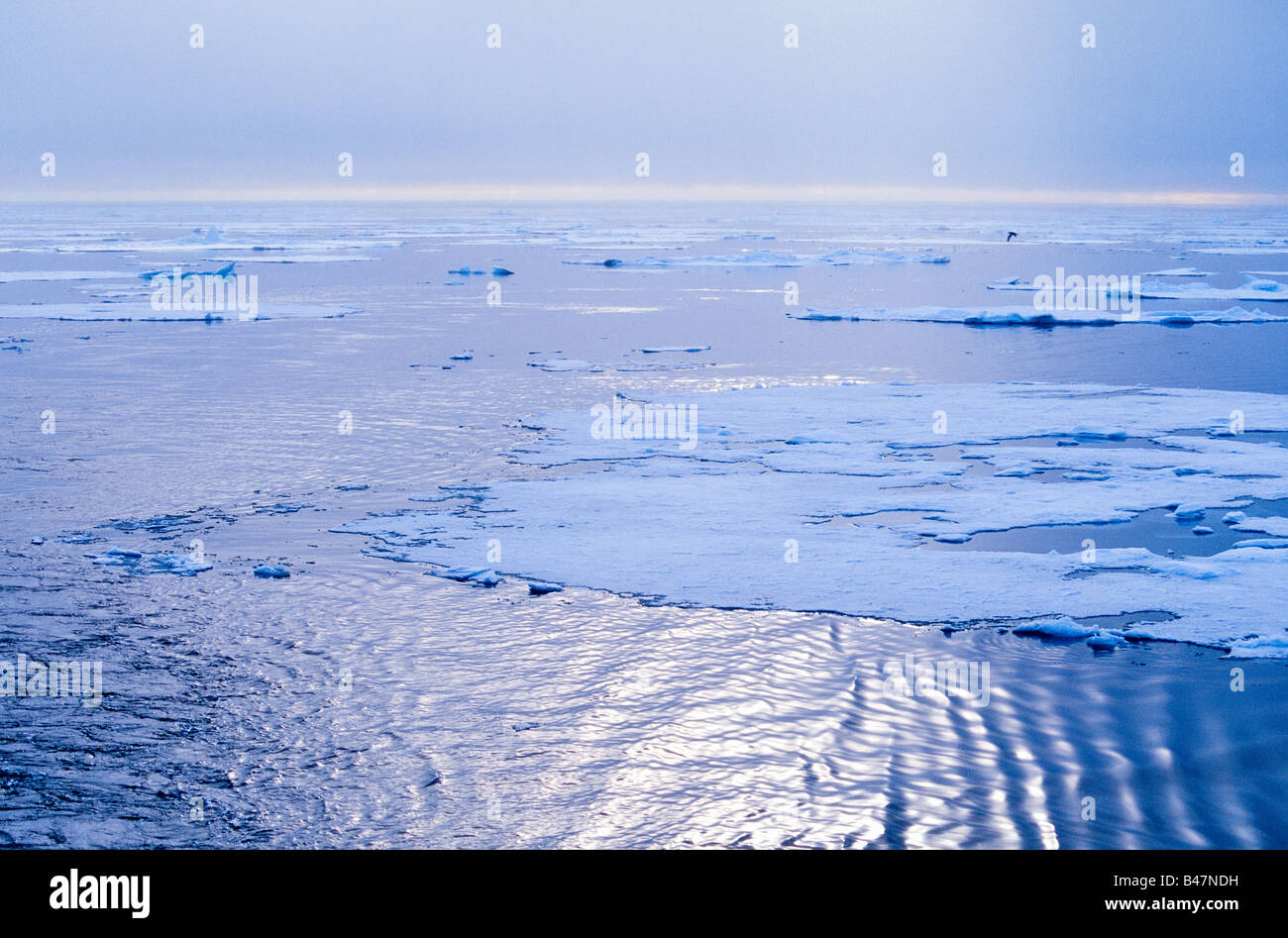 Melting ice floe in arctic Stock Photo - Alamy